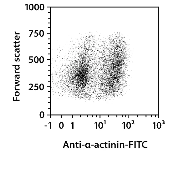 Neonatal Cardiomyocyte Isolation Kit, mouse | Miltenyi Biotec | USA