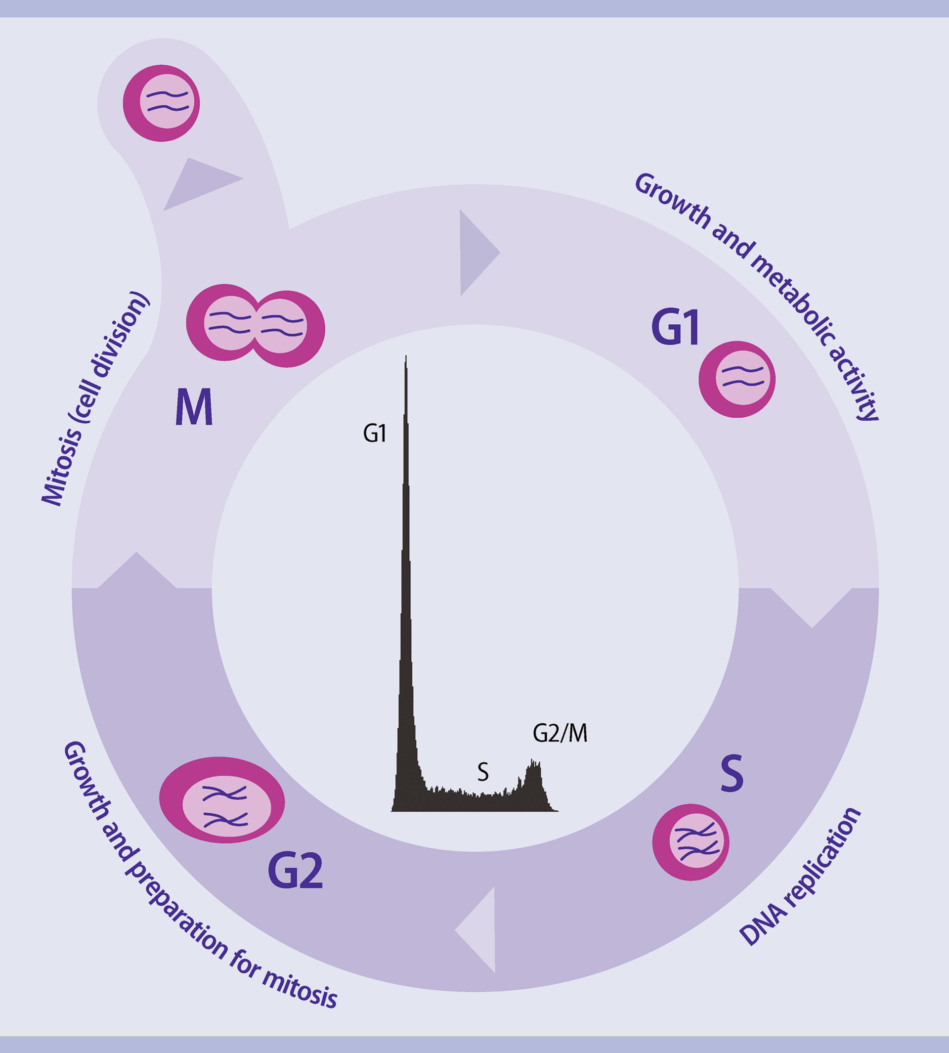 Cell cycle analysis | Flow Cytometry | Miltenyi Biotec | Nederland