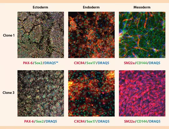 StemMACS™ Trilineage Differentiation Kit, human | Miltenyi Biotec | USA
