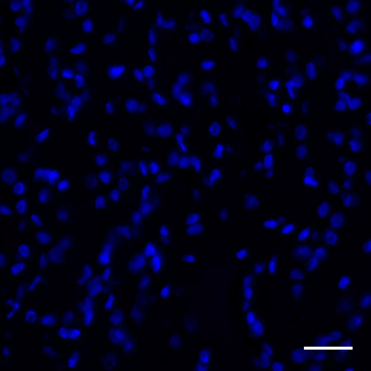 CD133/1 Antibody, anti-human, REAlease® | Miltenyi Biotec | USA