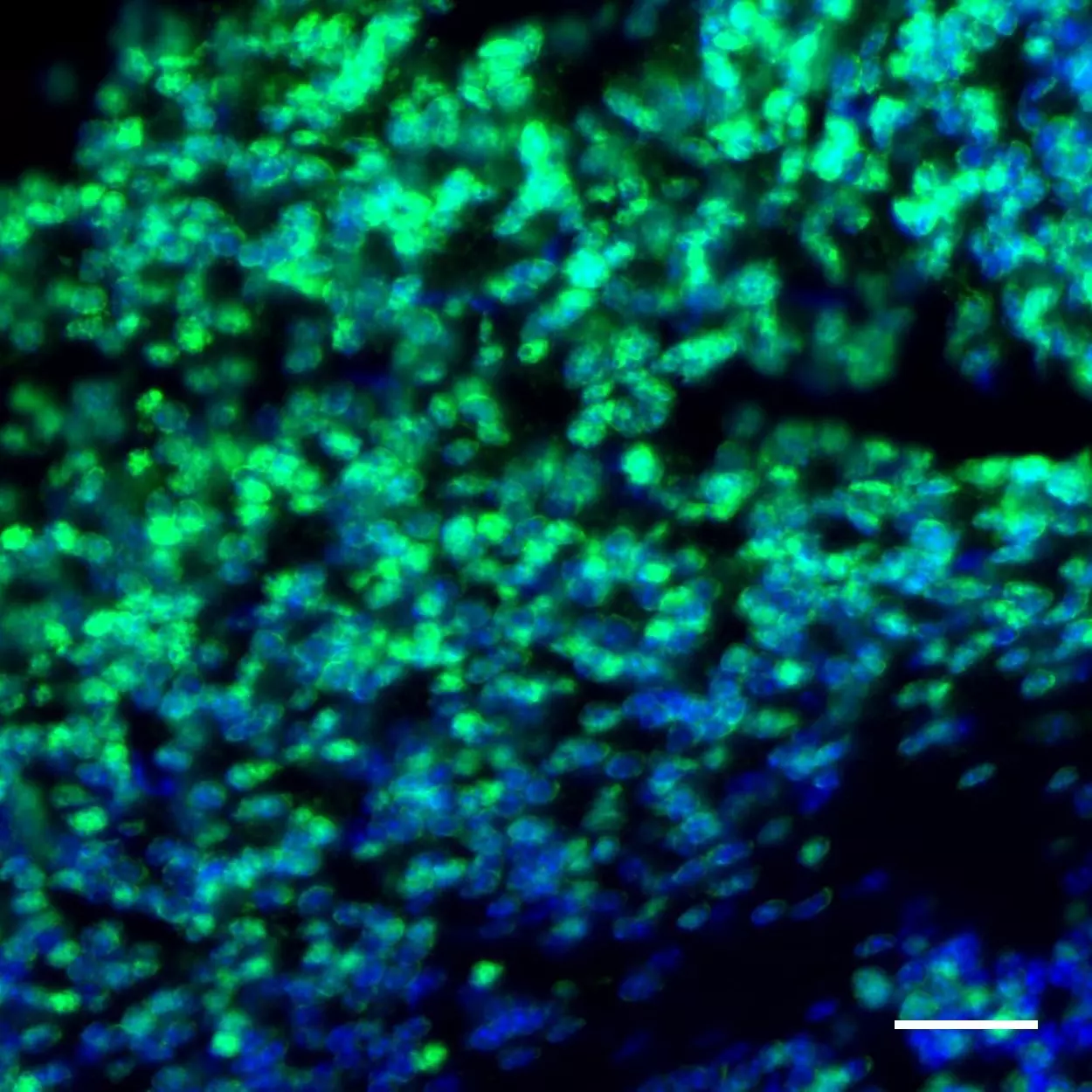 NeuN Antibody, anti-human/mouse/rat, REAfinity™ | Miltenyi Biotec | USA