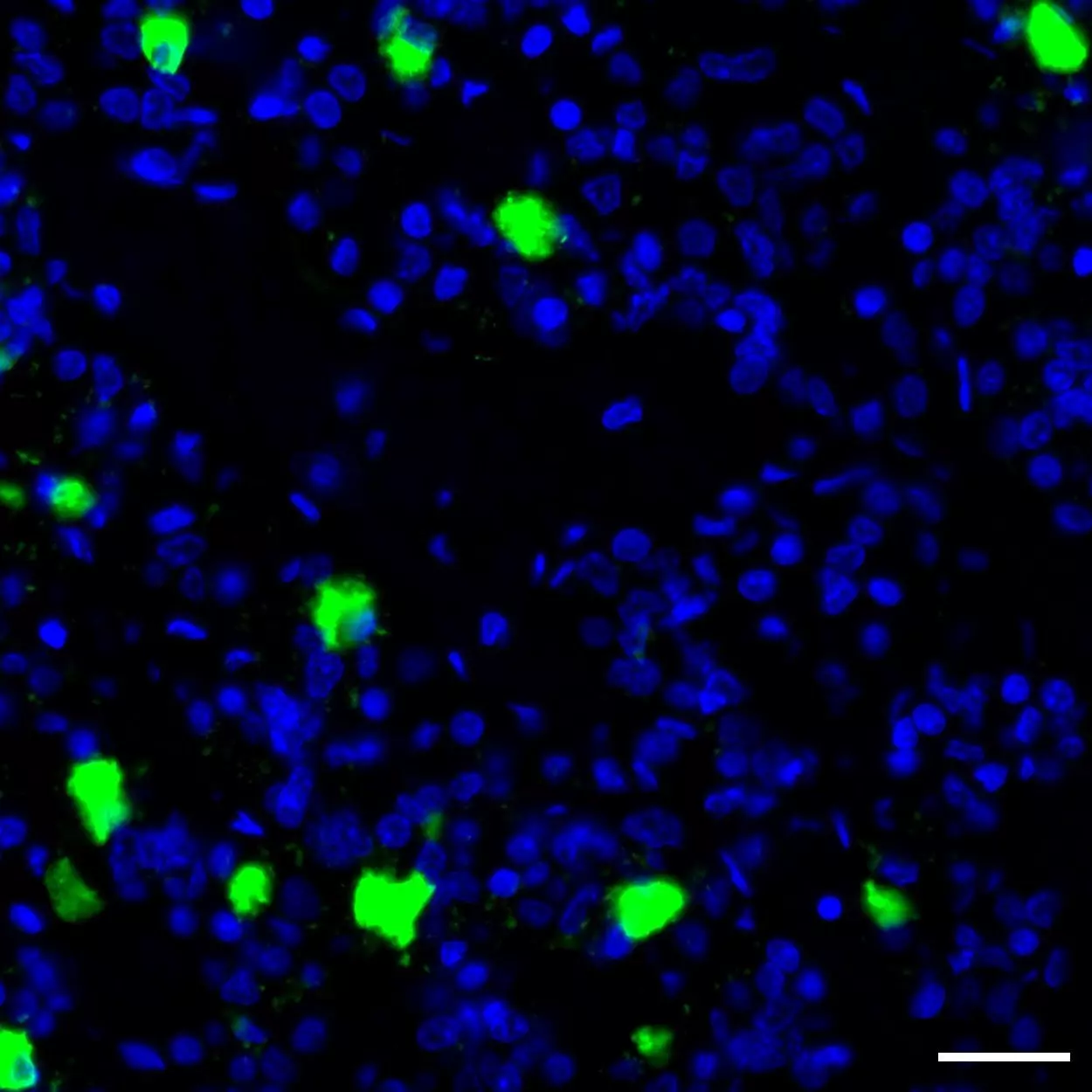POMC (ACTH) Antibody, anti-human, REAdye_lease™ | Miltenyi Biotec | 대한민국