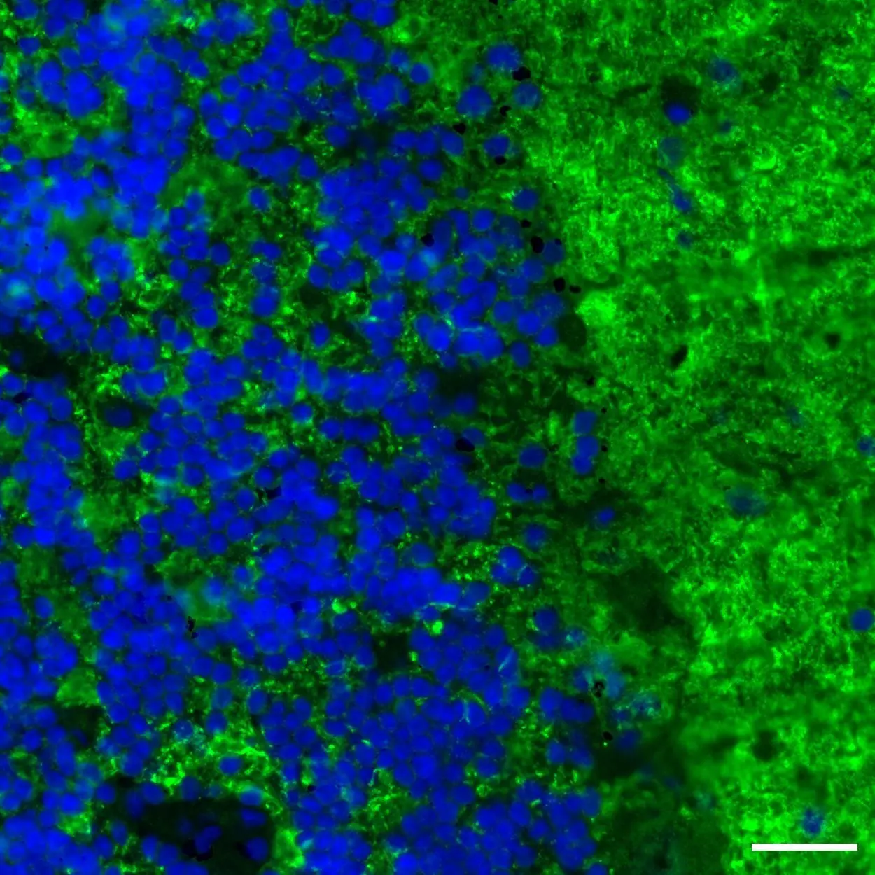 Synapsin-1 Antibody, anti-human/mouse, REAdye_lease™ | Miltenyi Biotec ...