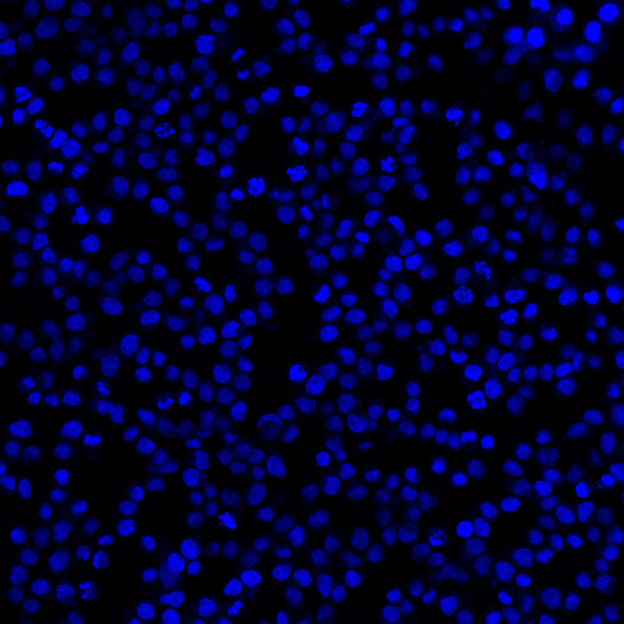 CD138 Antibody, anti-human, REAlease® | Miltenyi Biotec | India