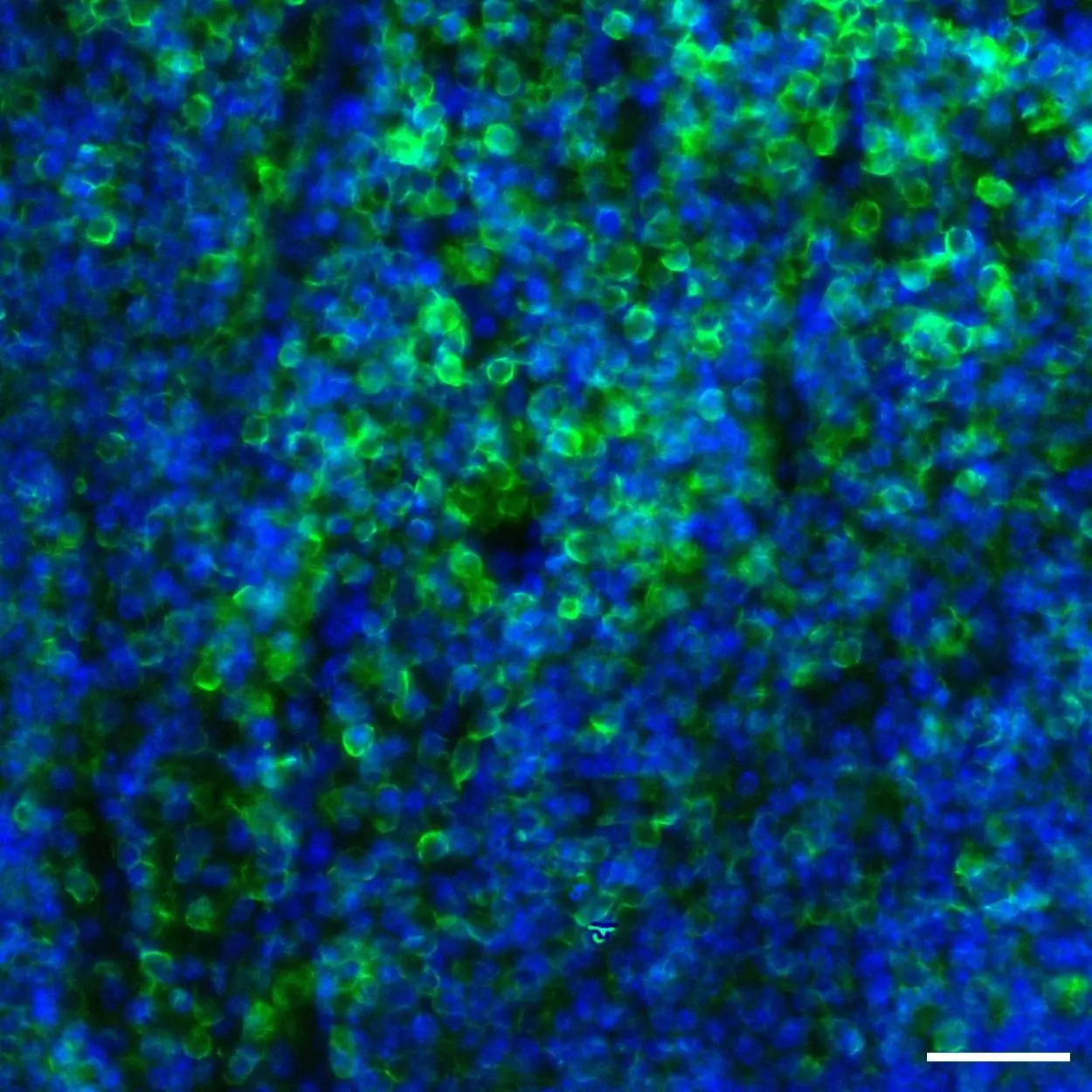 CD45 Antibody, anti-mouse, REAlease® | Miltenyi Biotec | USA