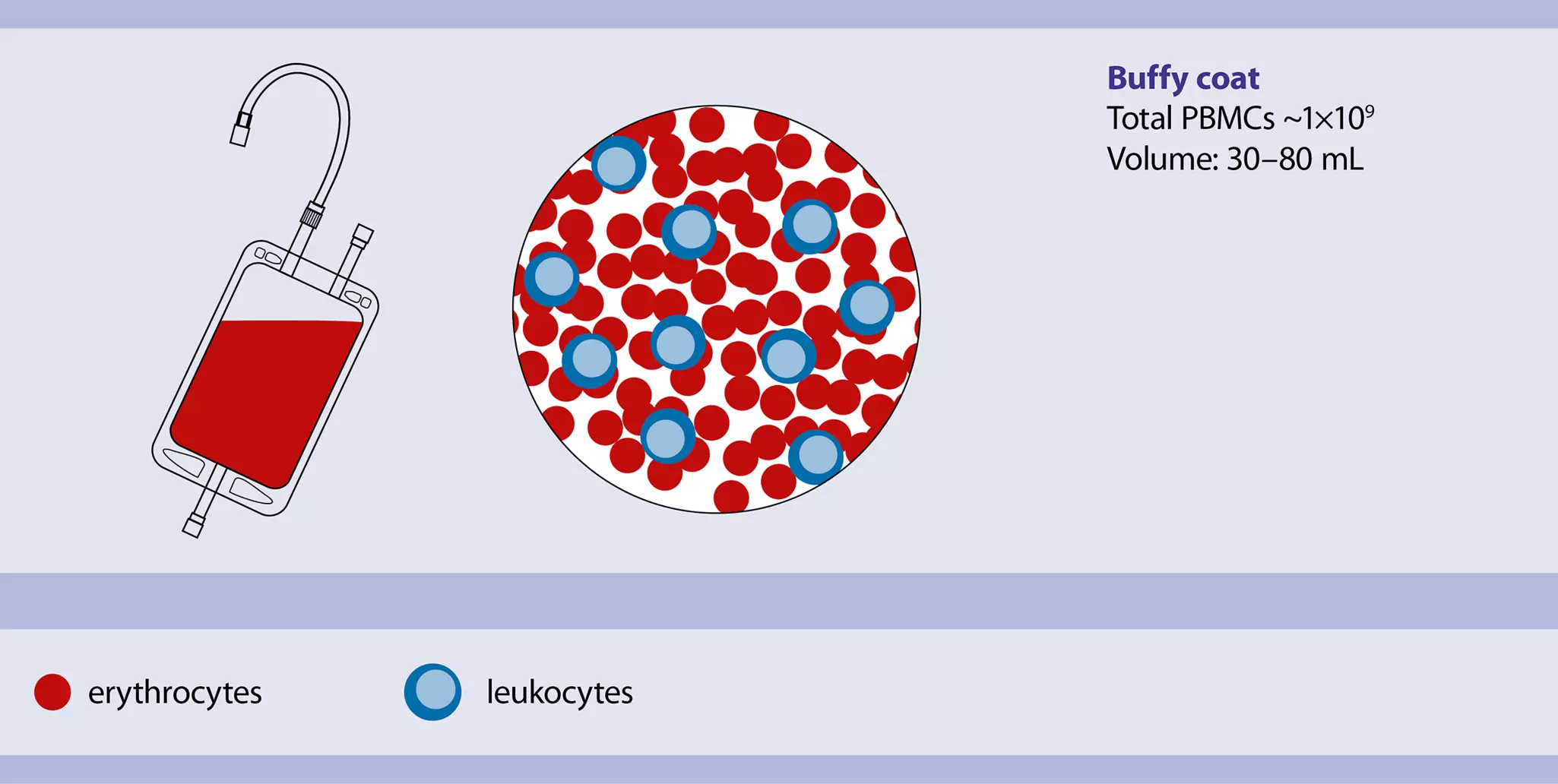 Peripheral Blood | Whole blood | Handbook | Miltenyi Biotec | Great Britain