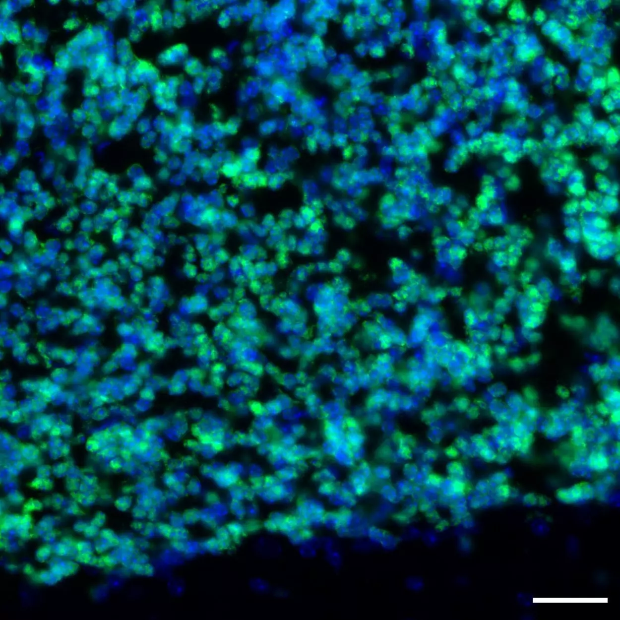 NeuN Antibody, anti-human/mouse, REAdye_lease™ | Miltenyi Biotec | USA