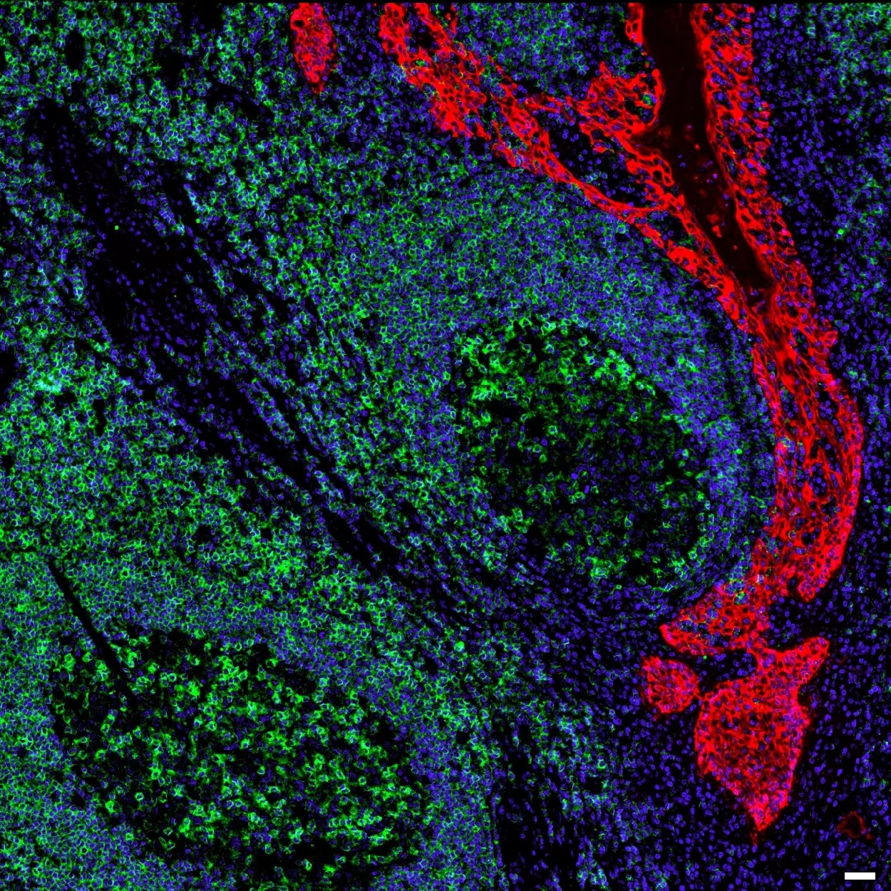 CD45 Antibody, anti-human | Miltenyi Biotec | USA