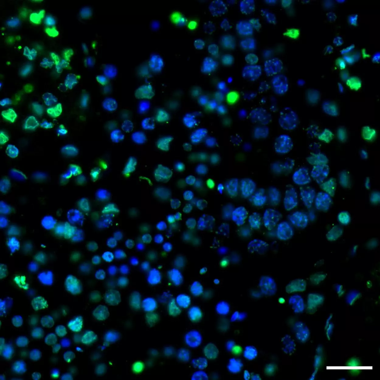 Cyclin E1 Antibody, anti-human, REAdye_lease™ | Miltenyi Biotec | USA