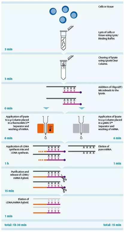 Cdna Synthesis