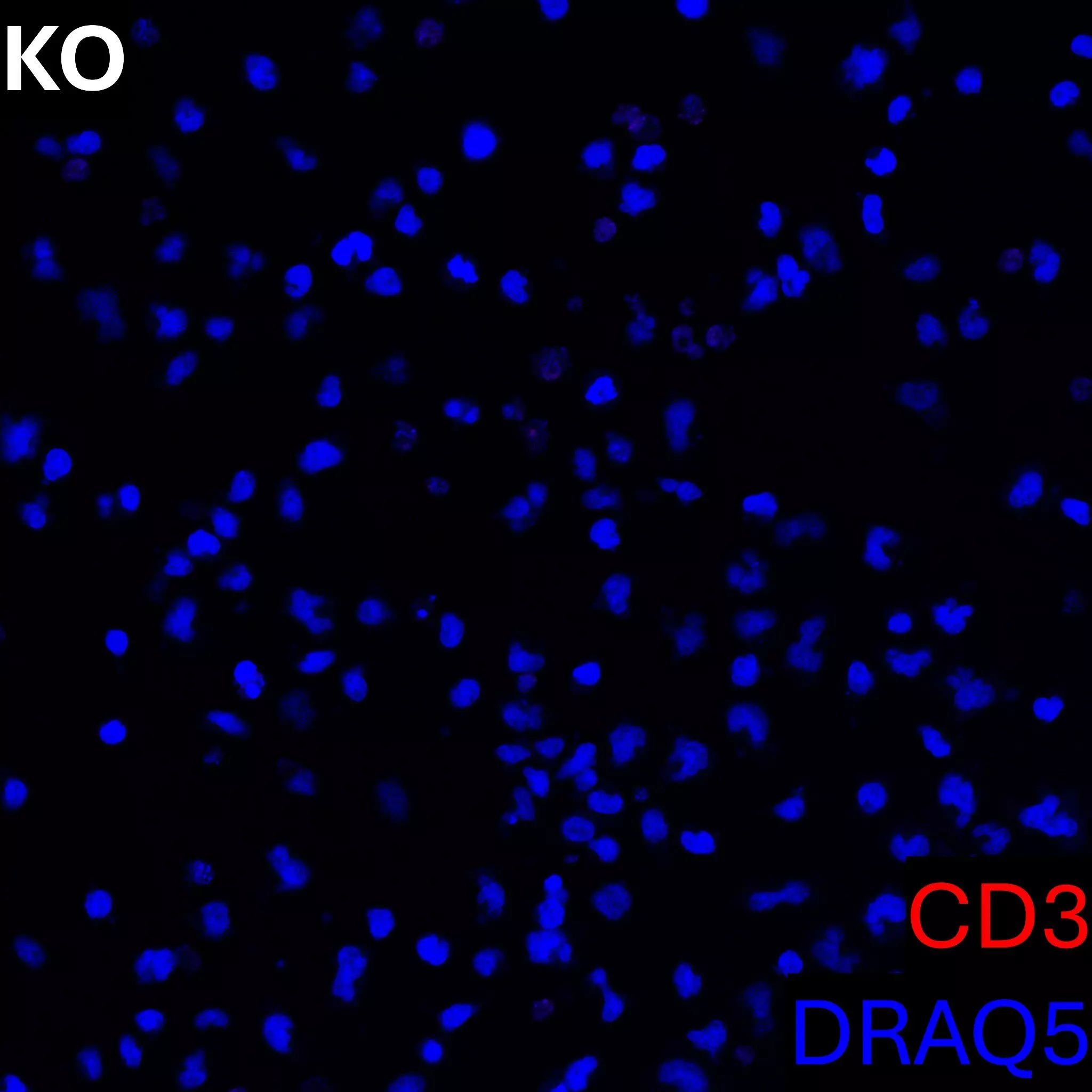 CD3 Antibody, anti-human, REAfinity™ | Miltenyi Biotec | USA
