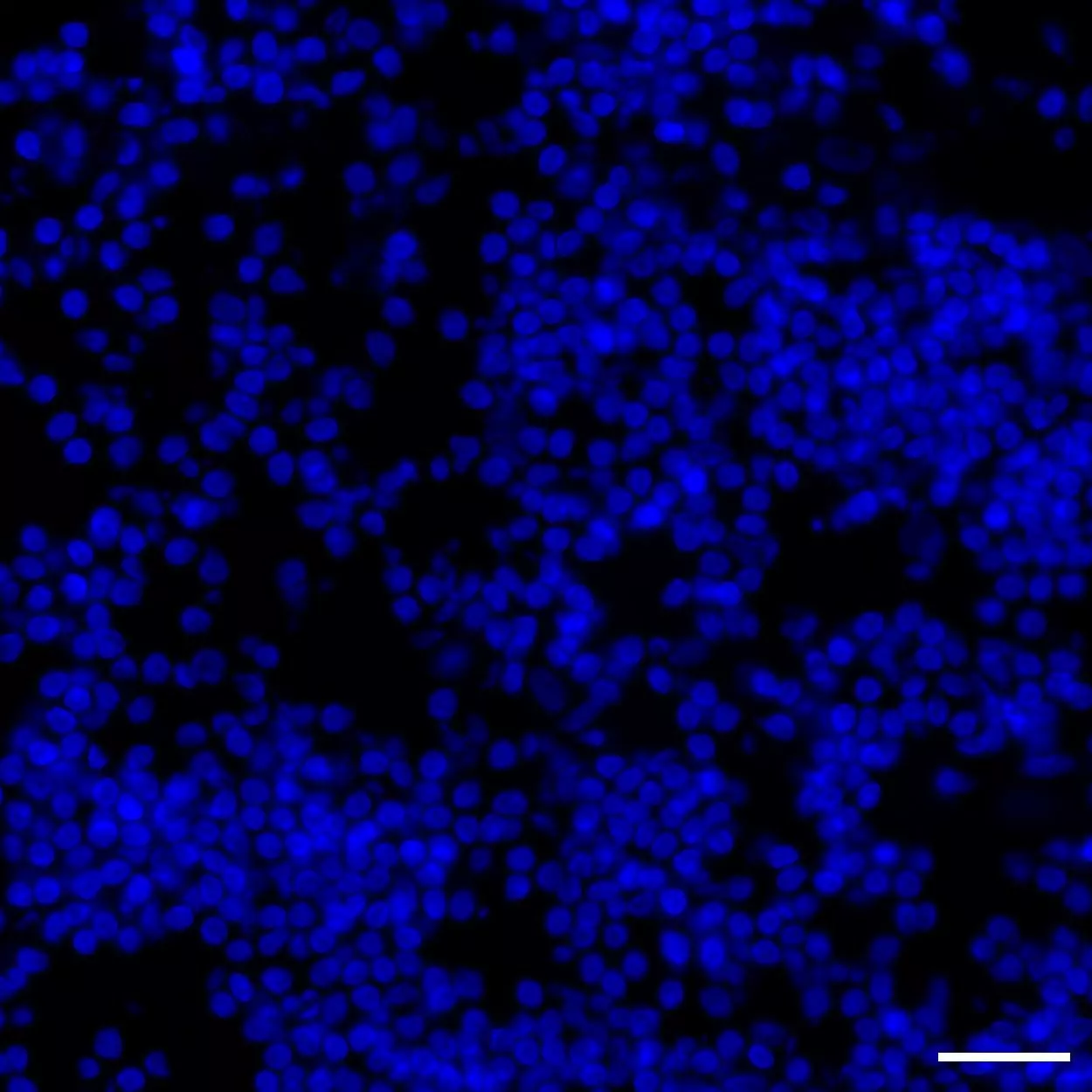 CD79a Antibody, anti-human, REAdye_lease™ | Releasable fluorochromes ...