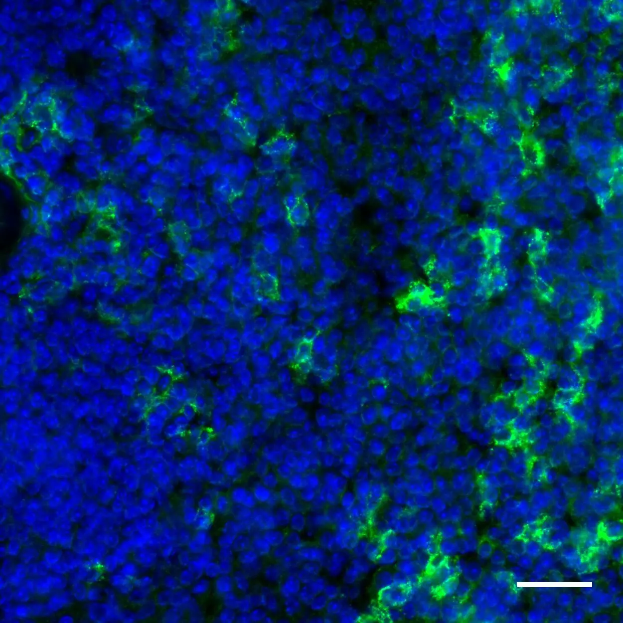 CD11c Antibody, anti-mouse, REAdye_lease™ | Miltenyi Biotec | USA