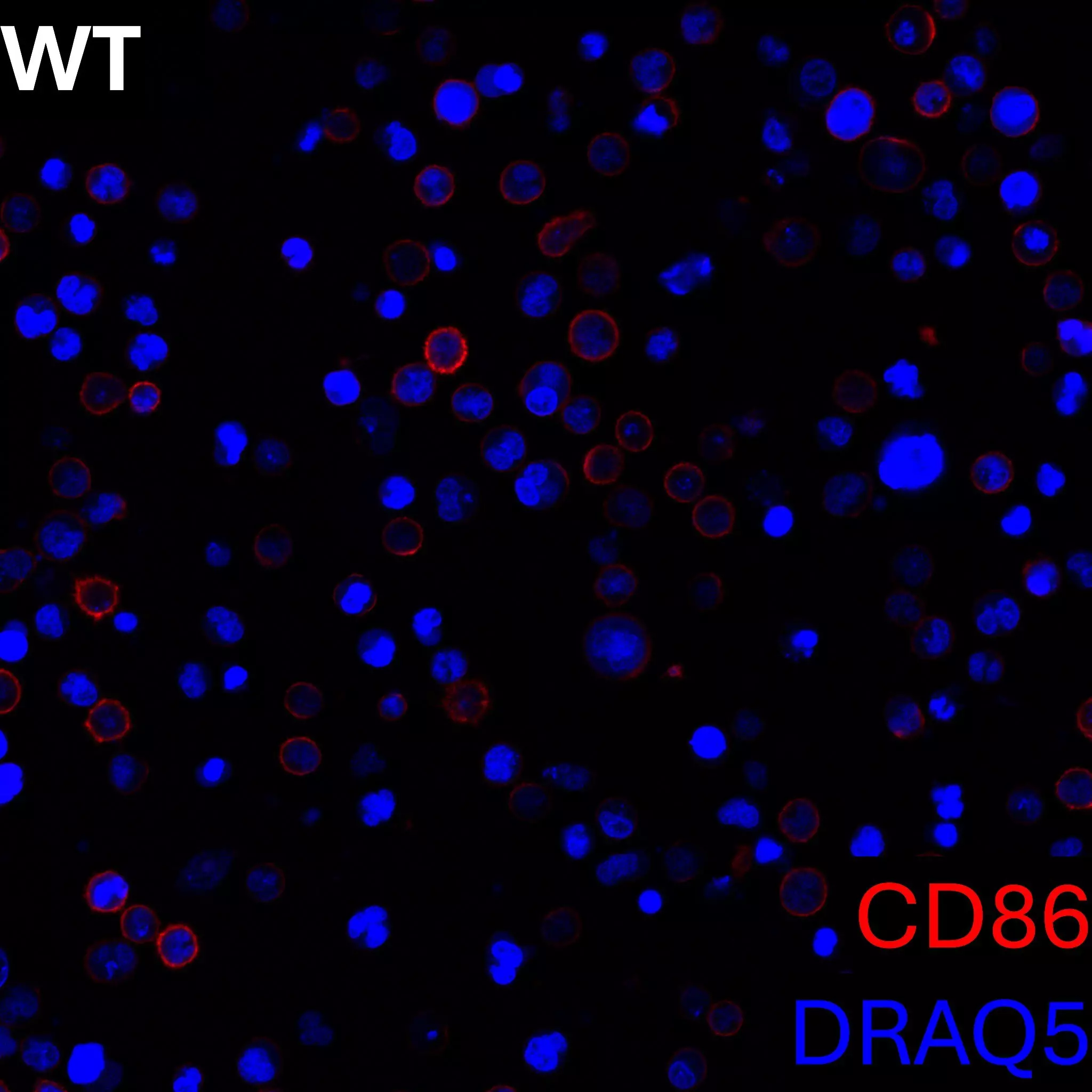 CD86 Antibody, anti-human, REAfinity™ | Miltenyi Biotec | USA