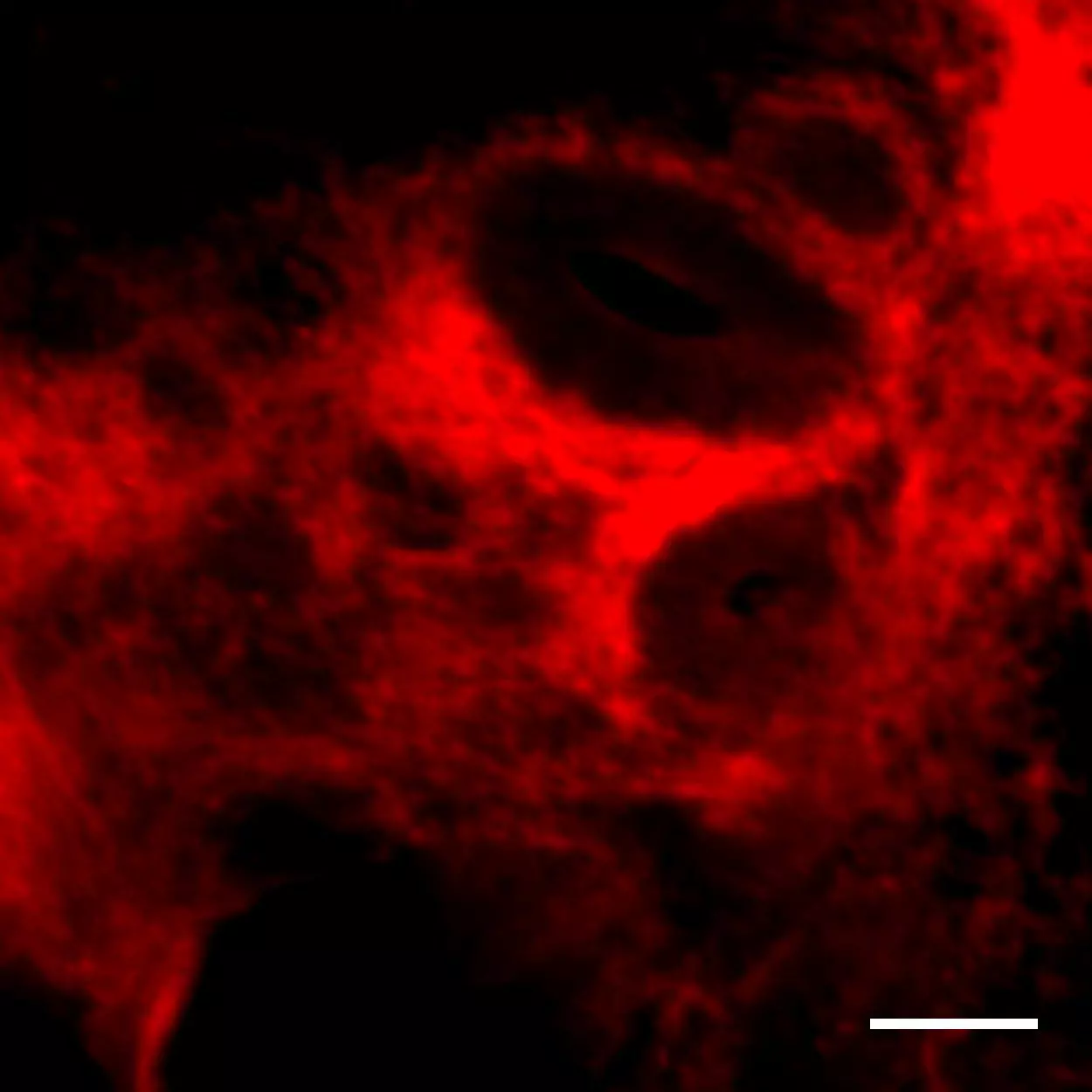 CD56 Antibody, anti-human, REAfinity™ | Miltenyi Biotec | USA