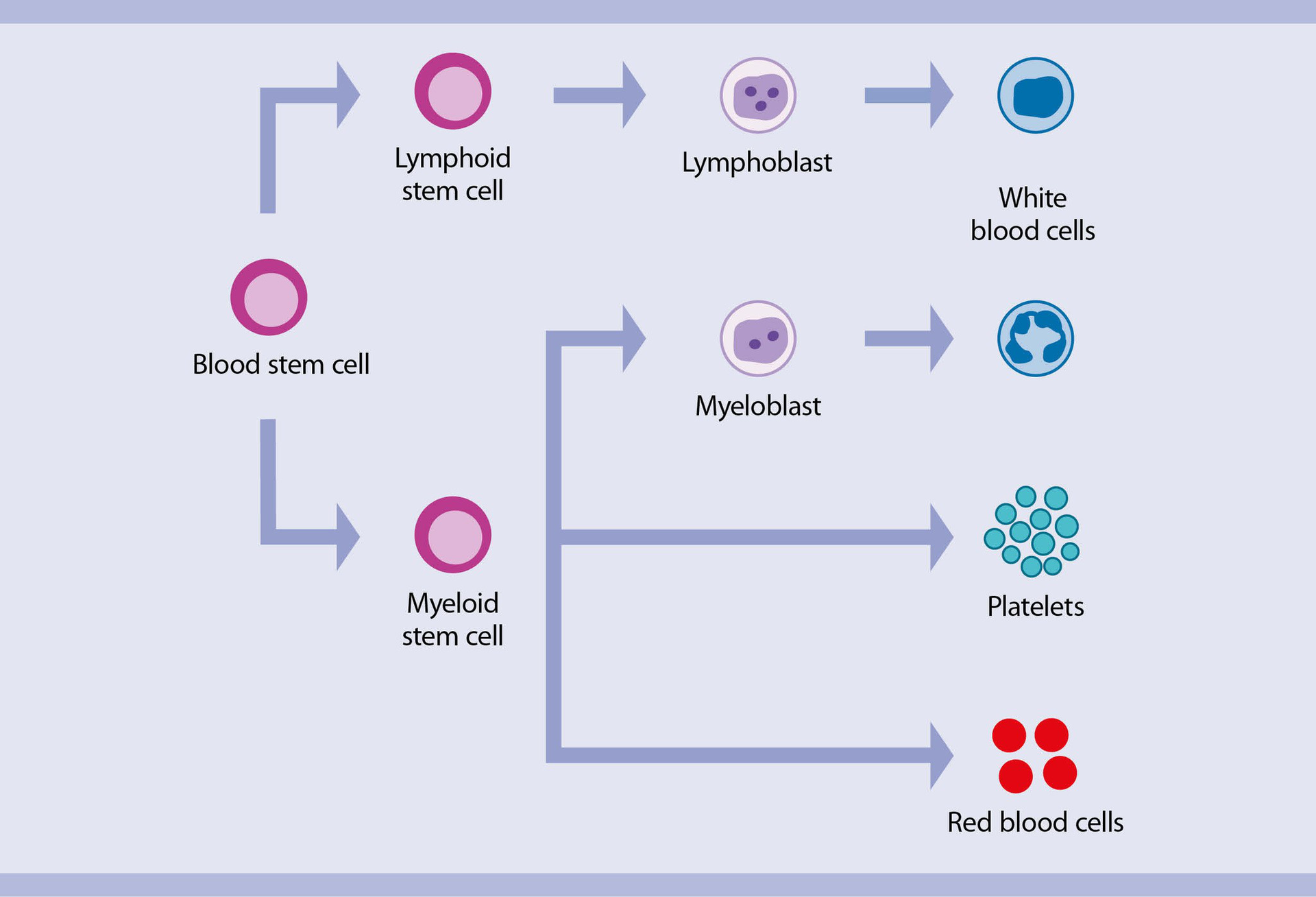 What is allogeneic stem cell transplantation? | Patients | Cell therapy ...