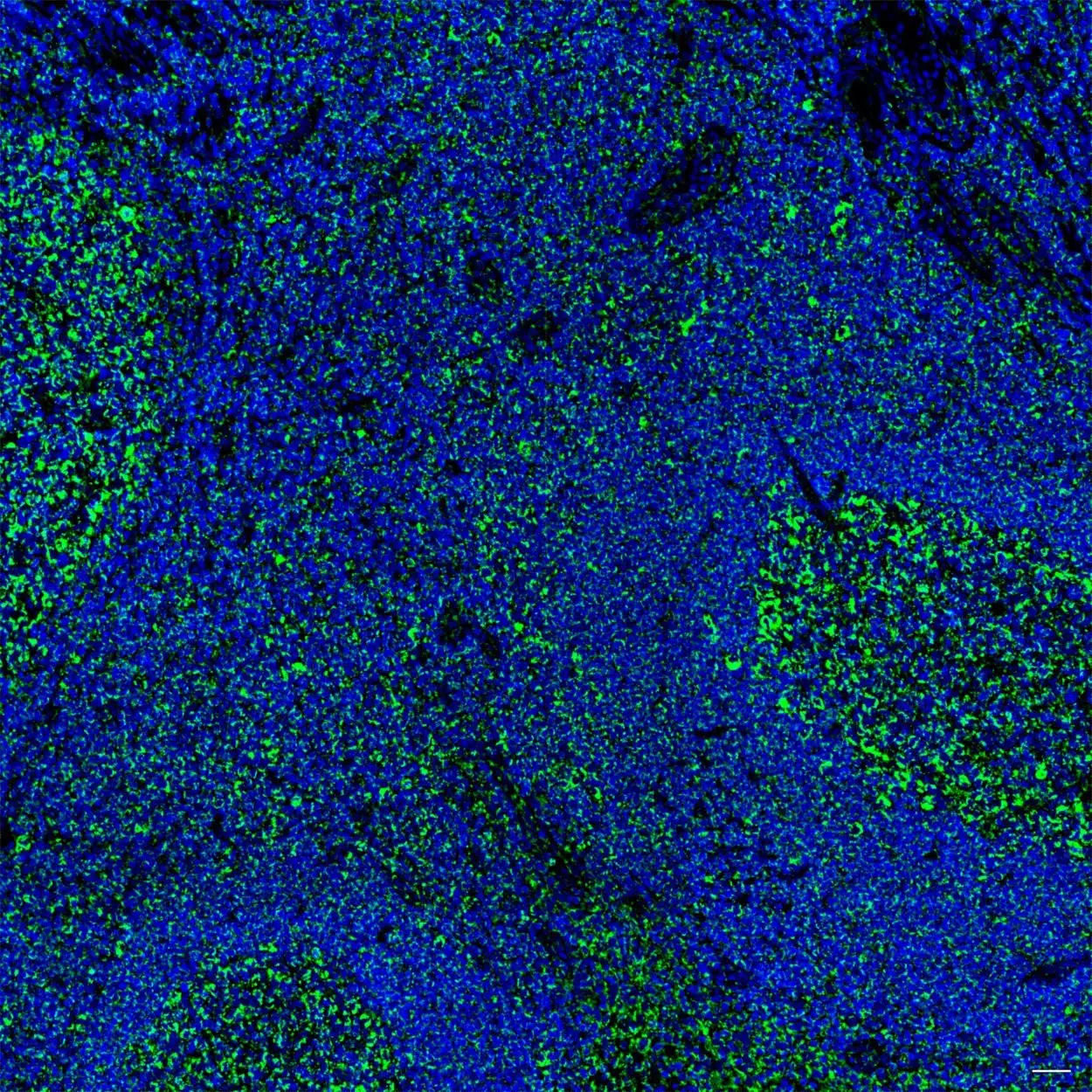 TOM22 Antibody, anti-human/mouse, REAfinity™ | Miltenyi Biotec | USA