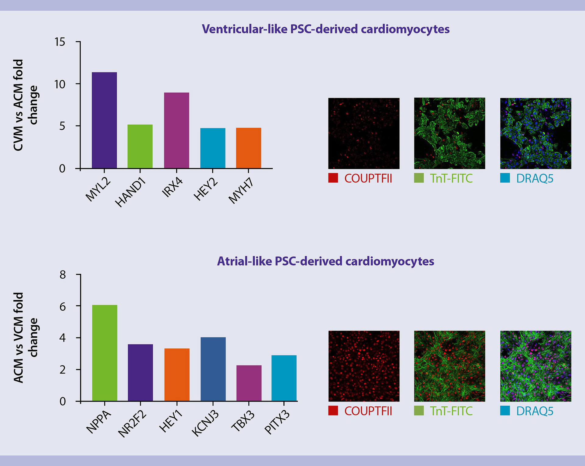 Pluripotent stem cell (PSC) differentiation | Cardiomyocytes | Miltenyi ...