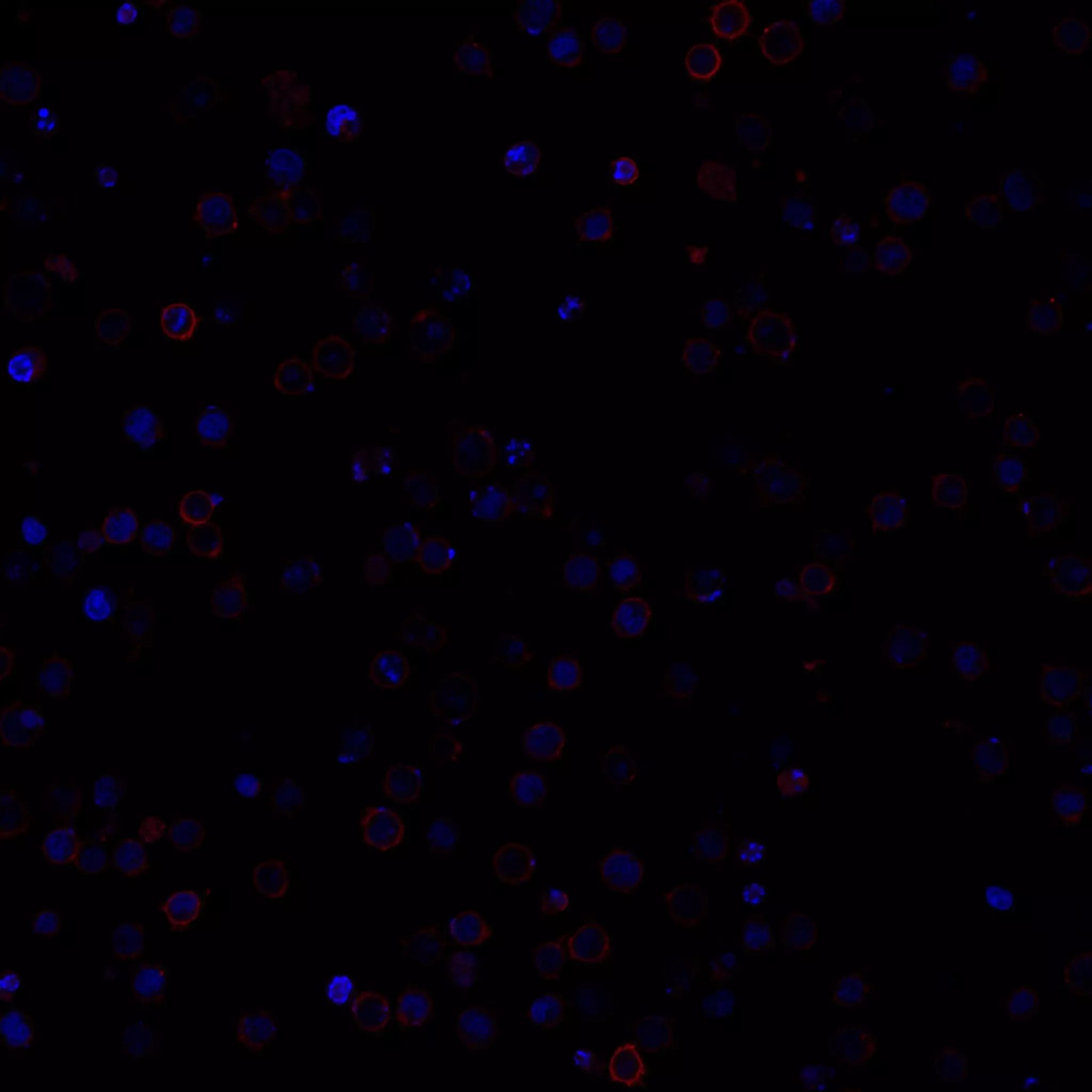 CD55 (DAF) Antibody, anti-human | Miltenyi Biotec | Deutschland