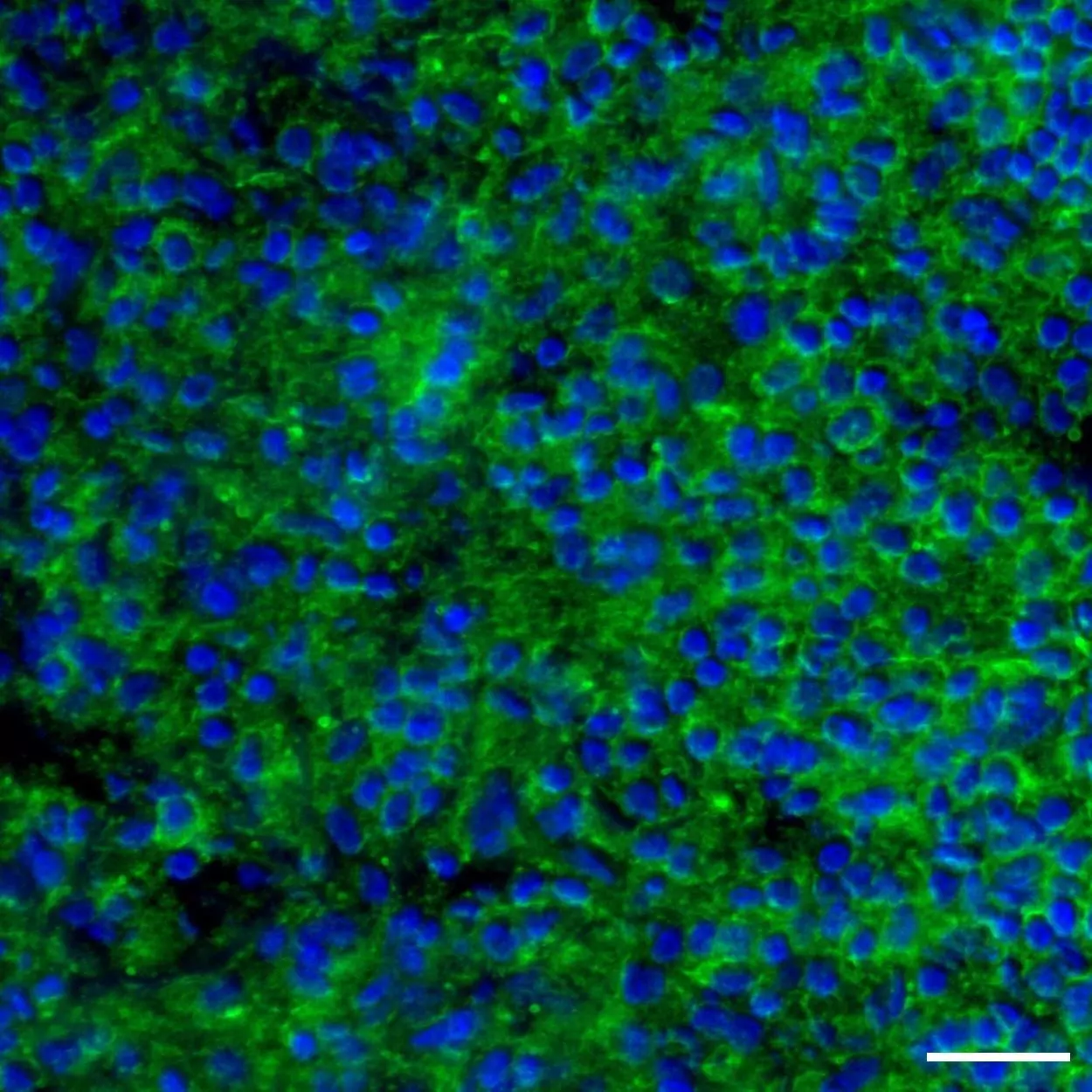 CD55 (DAF) Antibody, anti-human, REAlease® | Miltenyi Biotec | USA