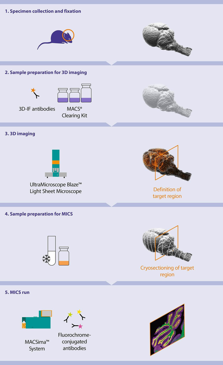 Light sheet microscopy | Miltenyi Biotec | USA