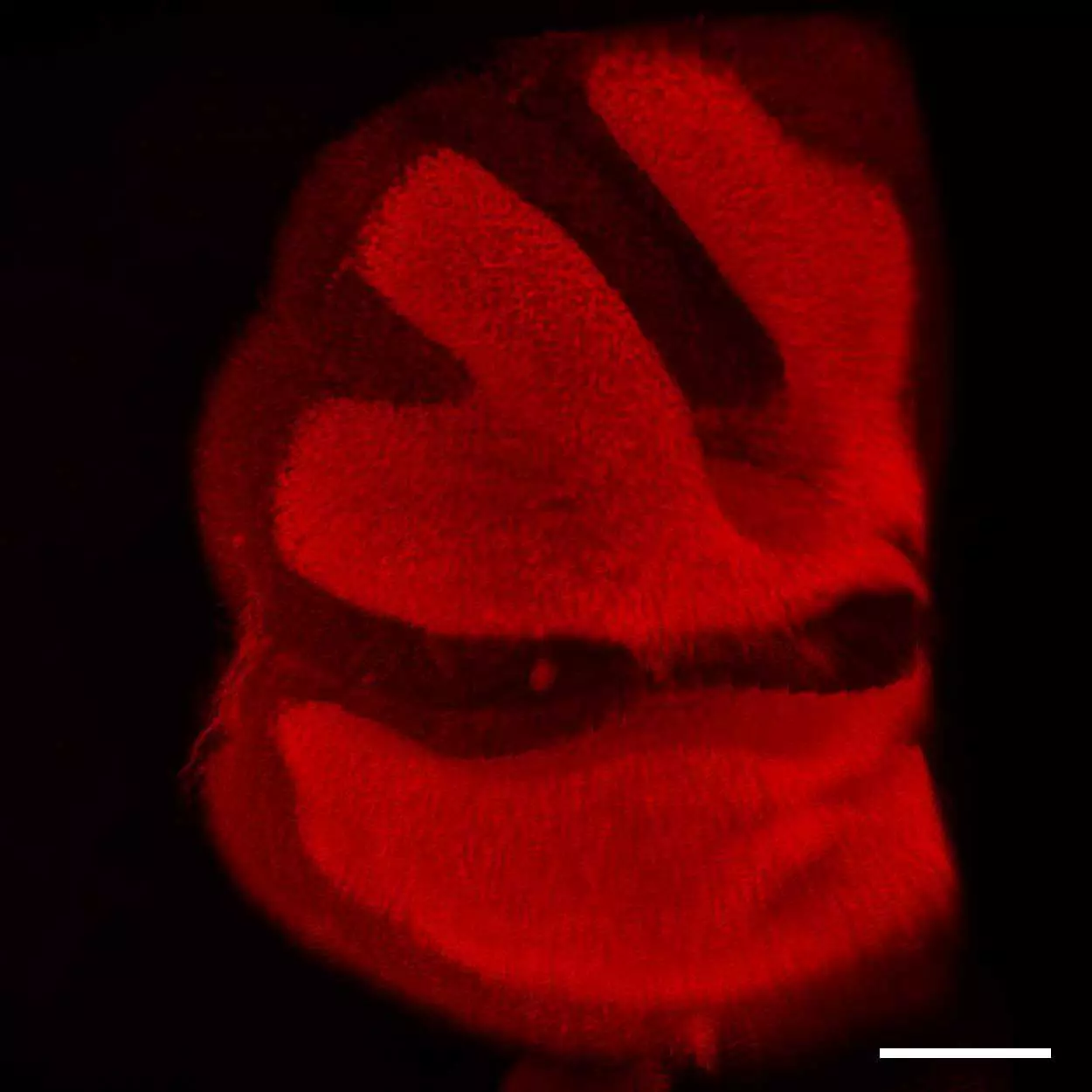NeuN Antibody, anti-human/mouse/rat, REAfinity™ | Miltenyi Biotec | USA