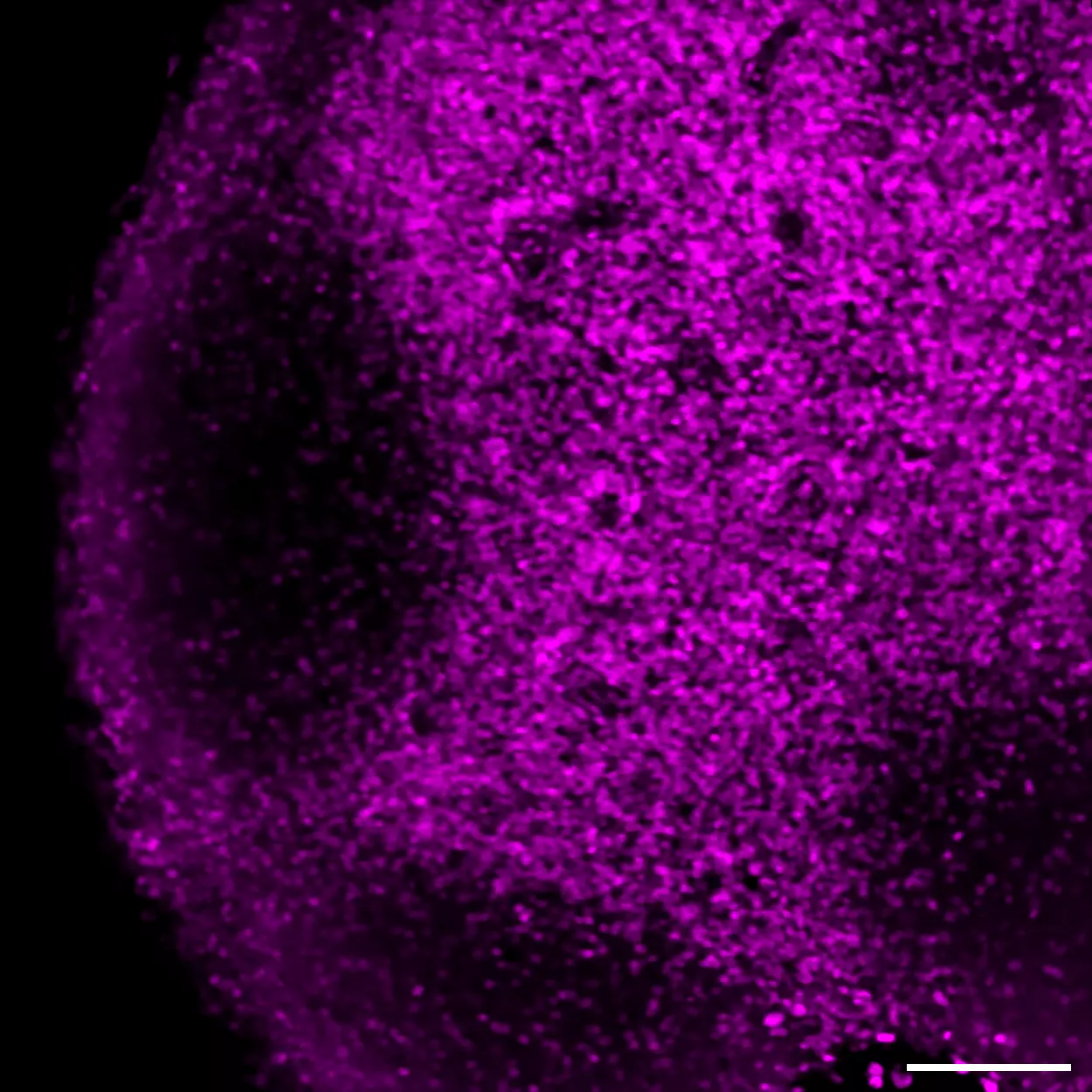 CD3 Antibody, anti-mouse, REAfinity™ | Miltenyi Biotec | USA