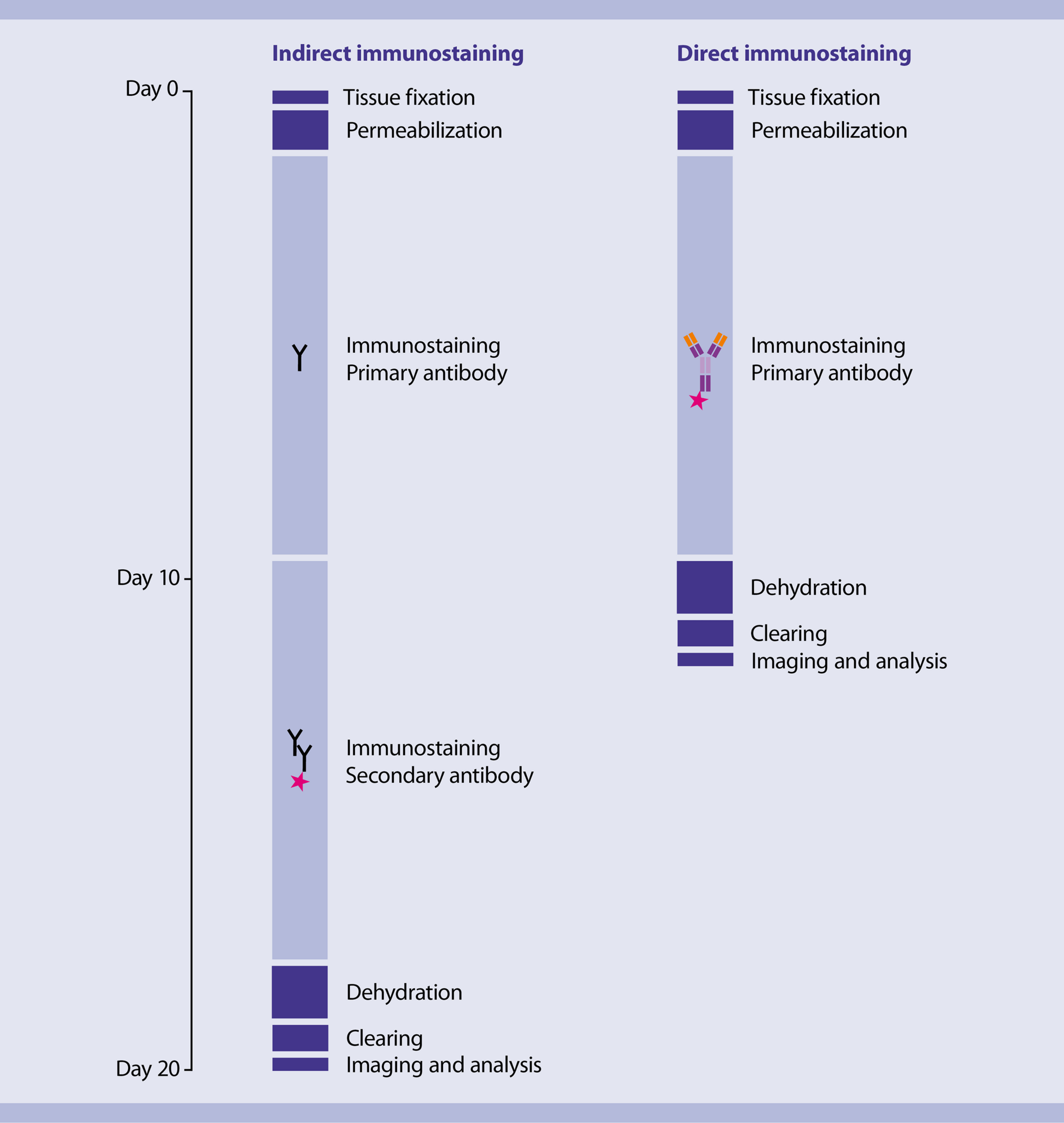 Light sheet microscopy | Miltenyi Biotec | USA