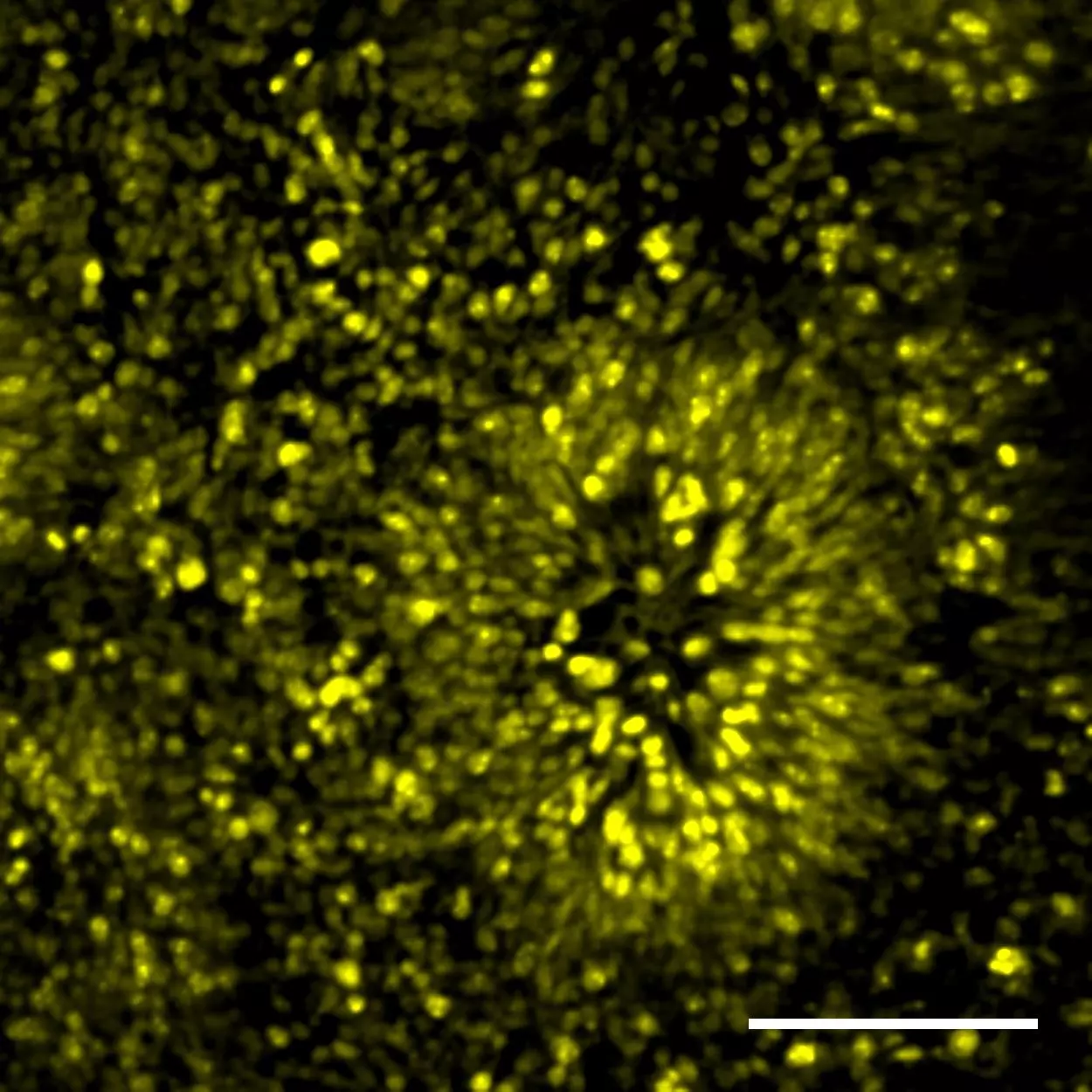 Ki-67 Antibody, anti-human/mouse, REAfinity™ | Miltenyi Biotec | USA