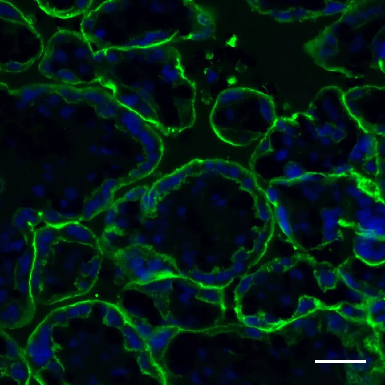 PLAP Antibody, anti-human, REAfinity™ | Miltenyi Biotec | USA