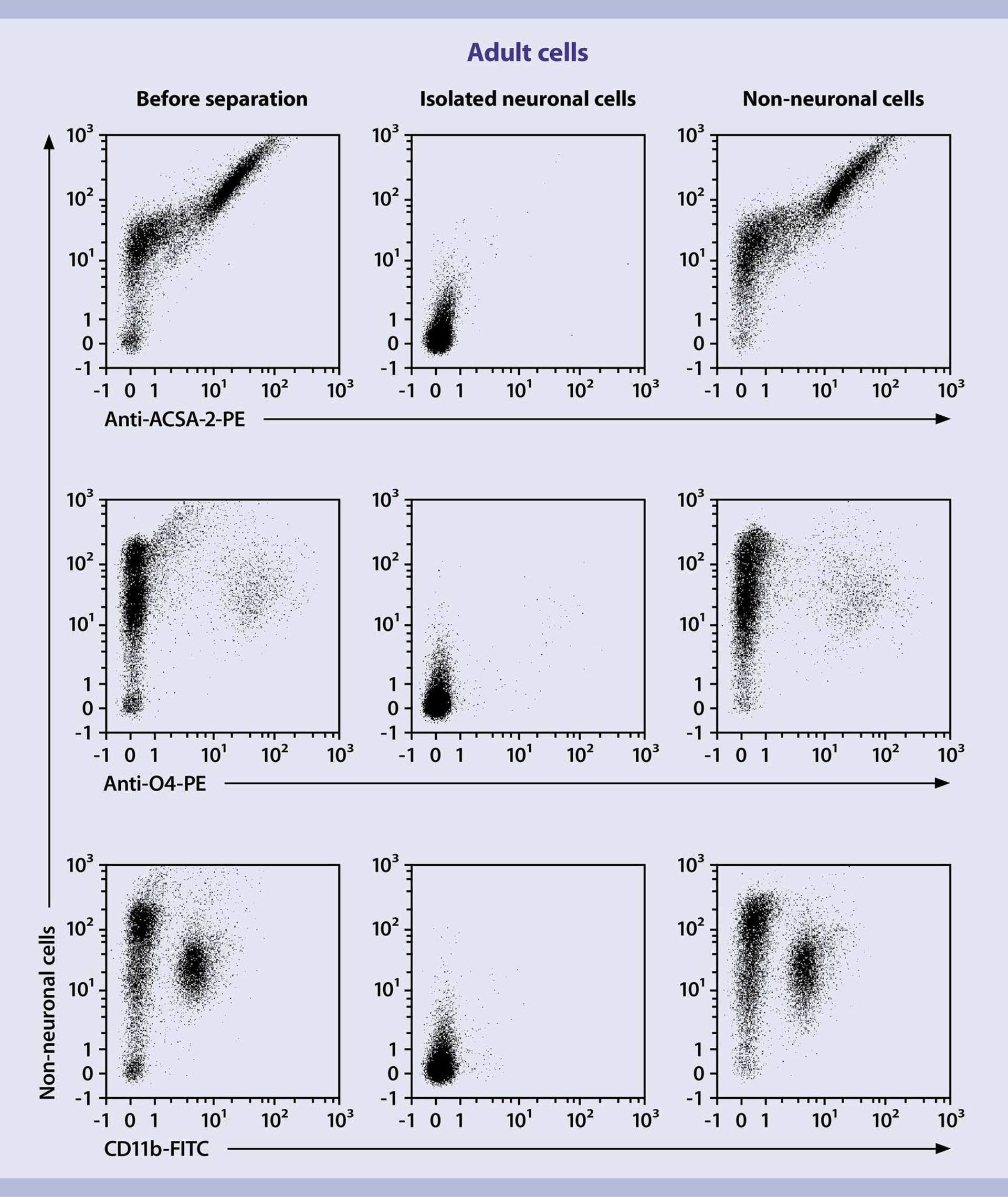 Neural cells (mouse) | Miltenyi Biotec | Australia