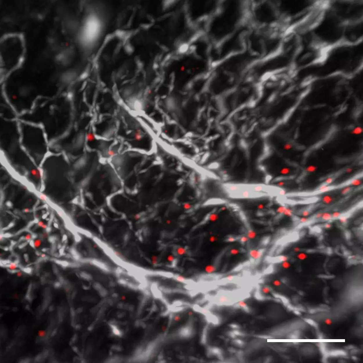 CD3 Antibody, anti-human, REAfinity™ | Miltenyi Biotec | Deutschland