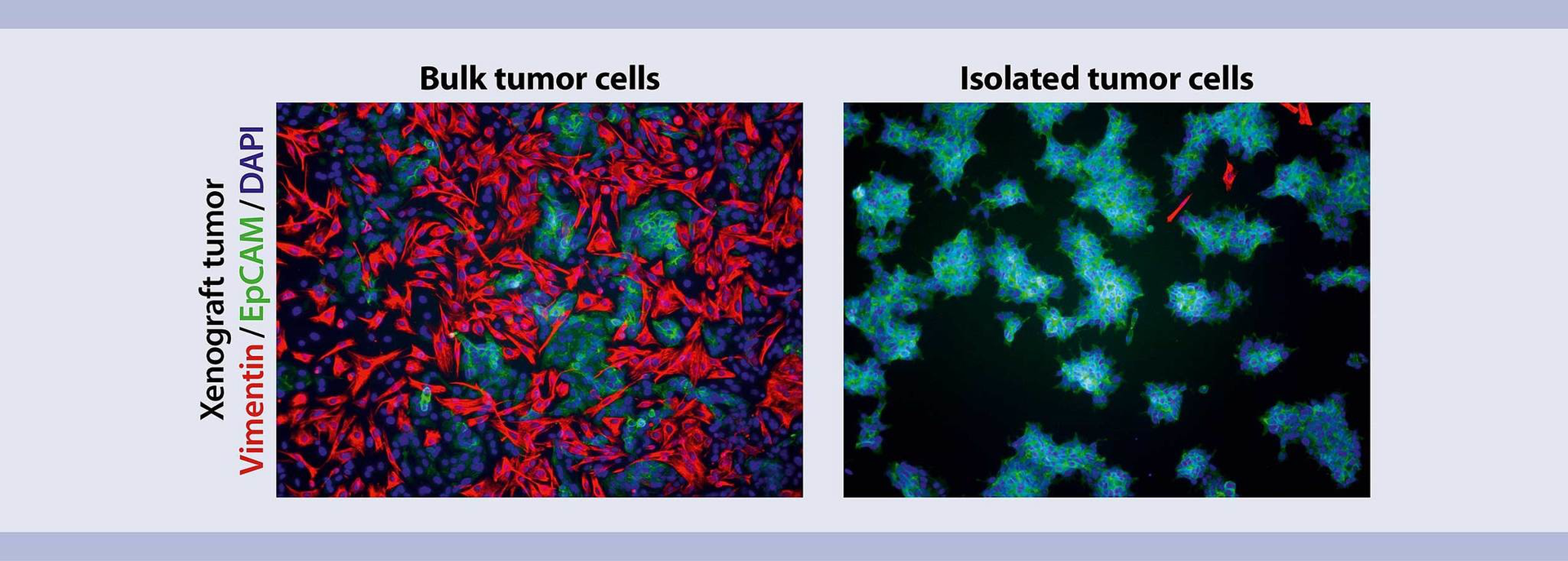 Isolation of xenografted cells | Tumors | Protocol | Miltenyi Biotec ...