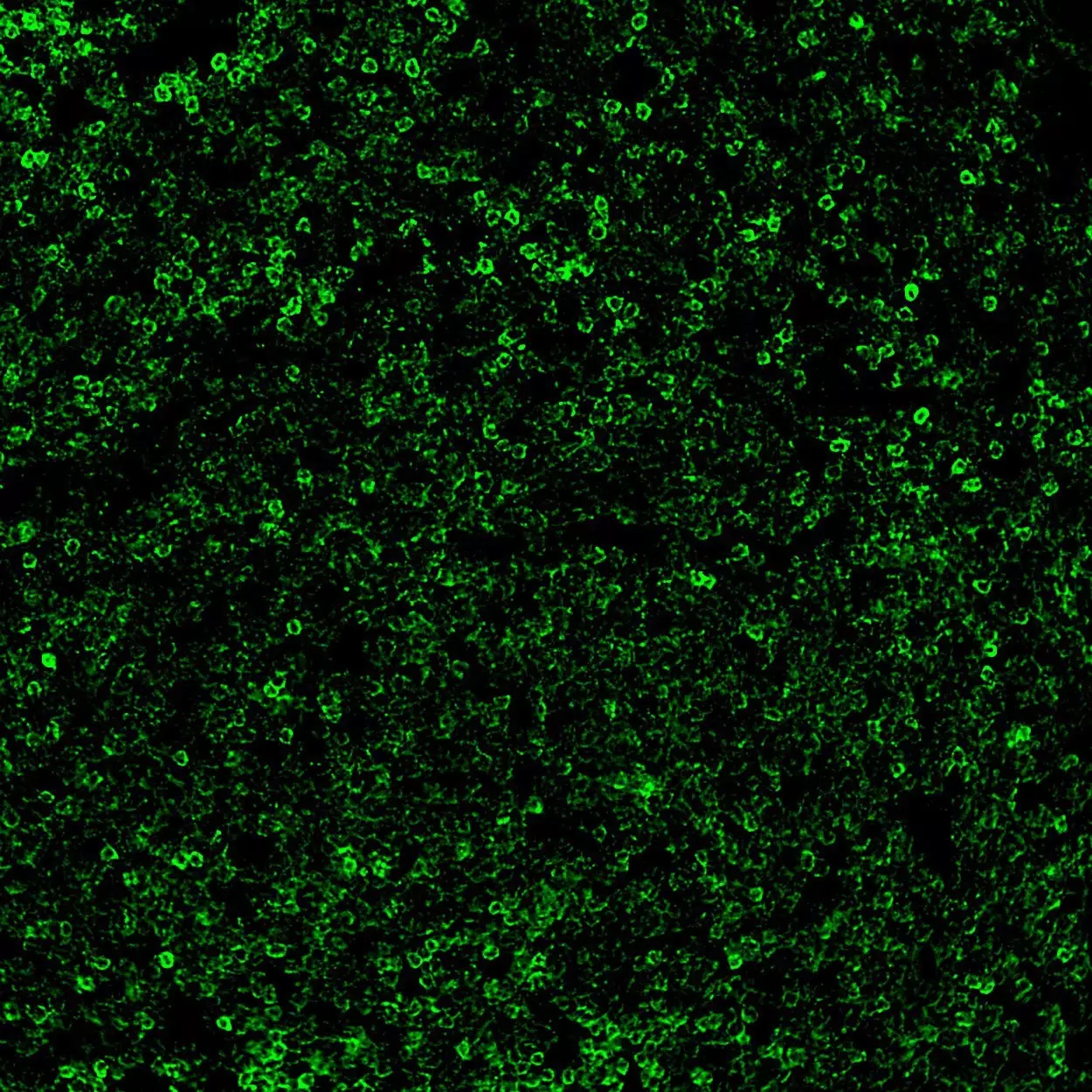 CD45 Antibody, anti-non-human primate | Miltenyi Biotec | USA