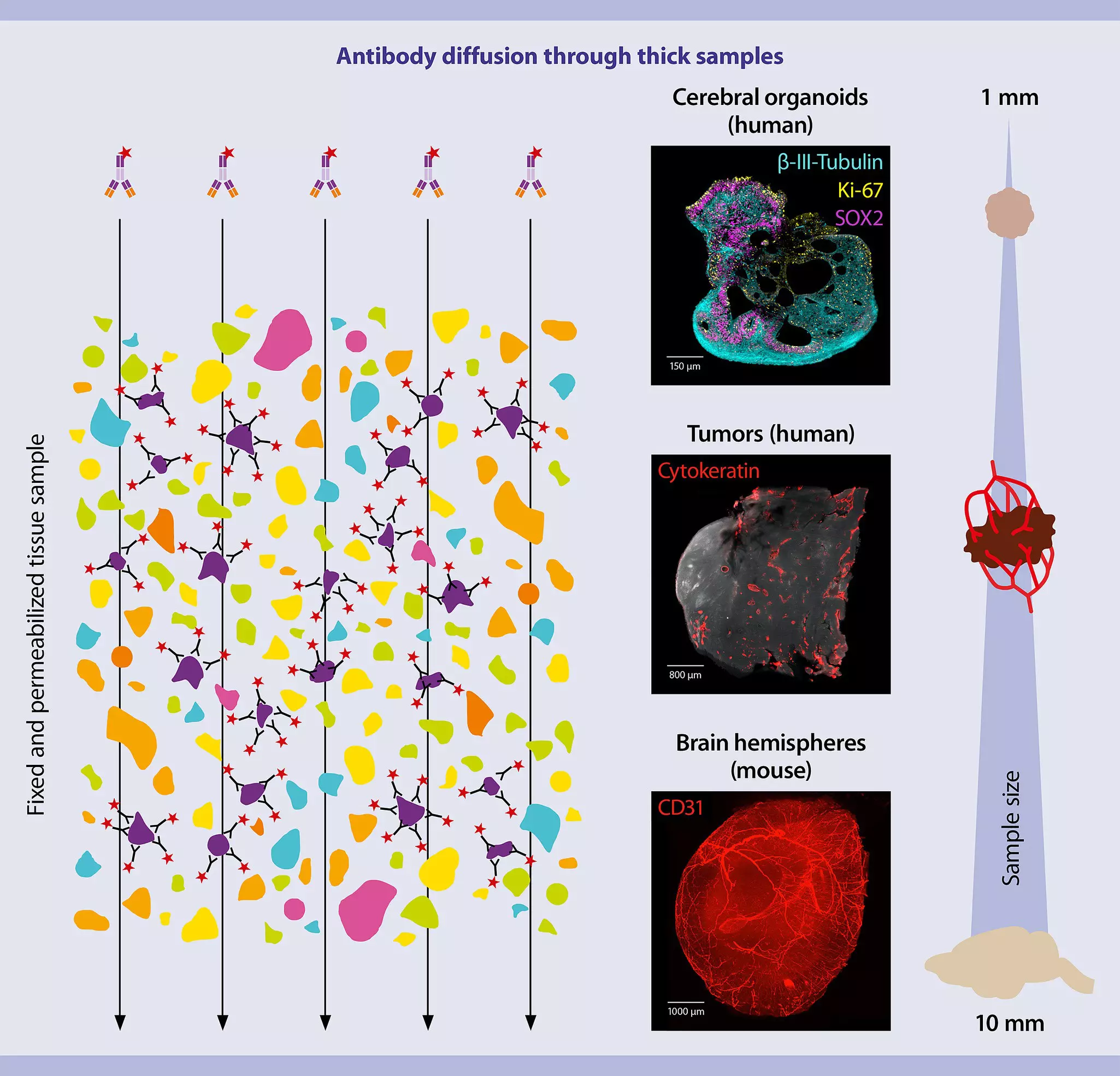 3D-IF-validated antibodies | 3D imaging | Tissue clearing | Miltenyi ...