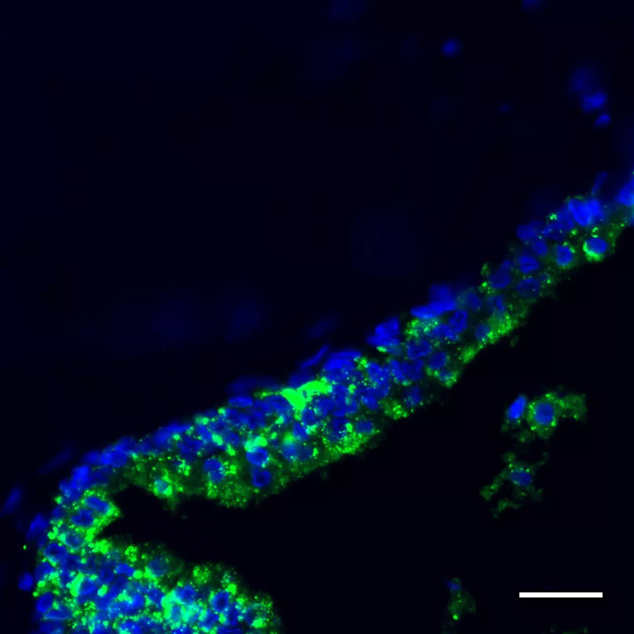 ACPP Antibody, anti-human, REAdye_lease™ | Miltenyi Biotec | India