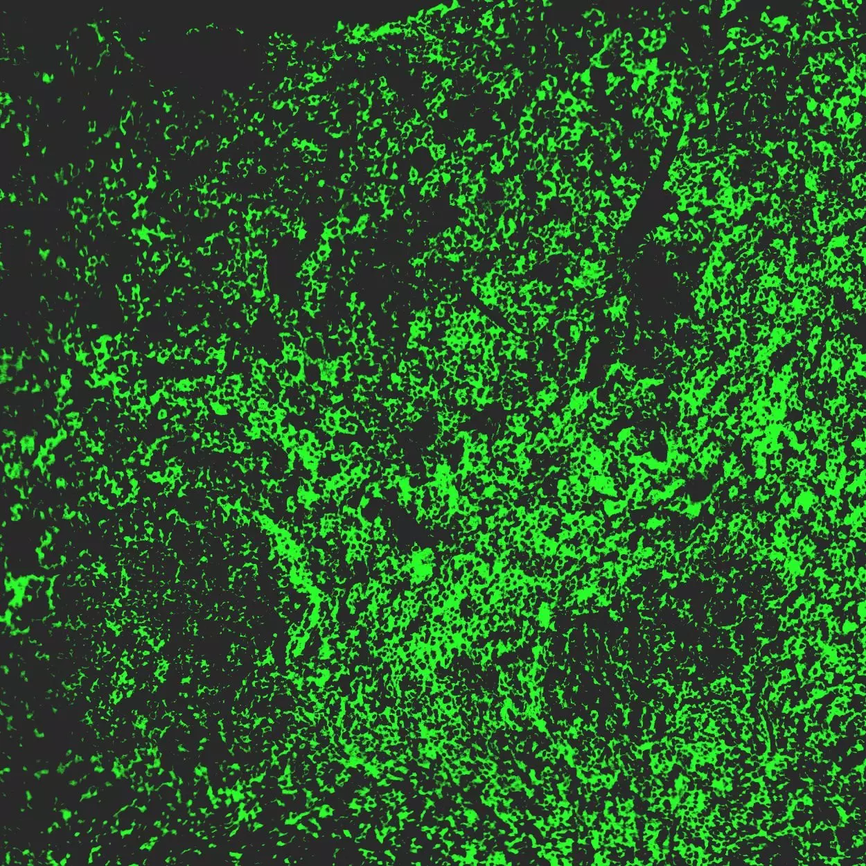 CD44 Antibody, anti-mouse | CD44 Antibody, anti-mouse | Miltenyi Biotec ...