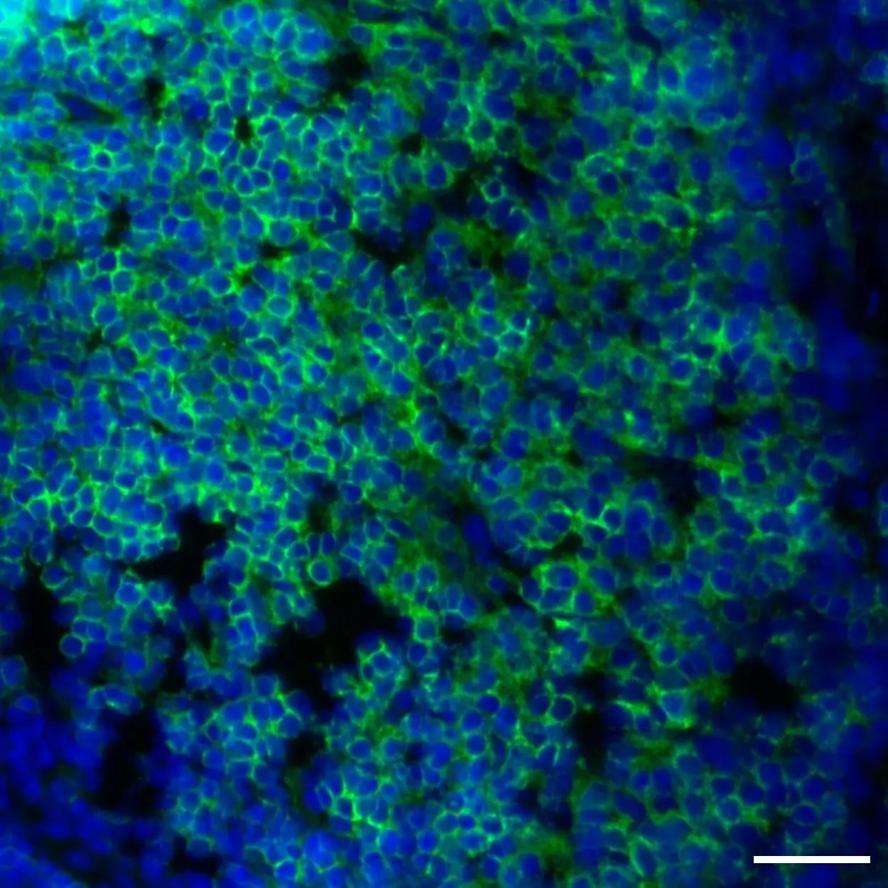 CD45R (B220) Antibody, anti-mouse, REAlease® | Miltenyi Biotec | USA