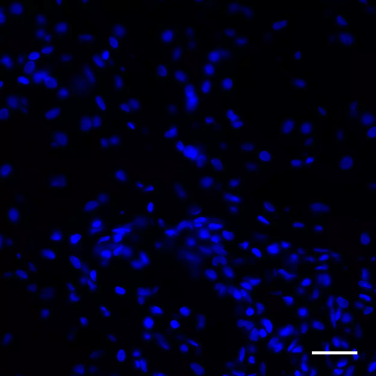 CD10 Antibody, anti-human, REAdye_lease™ | Miltenyi Biotec | USA