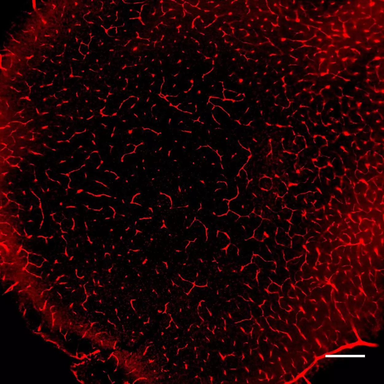 CD31 Antibody, anti-mouse, REAfinity™ | Miltenyi Biotec | USA
