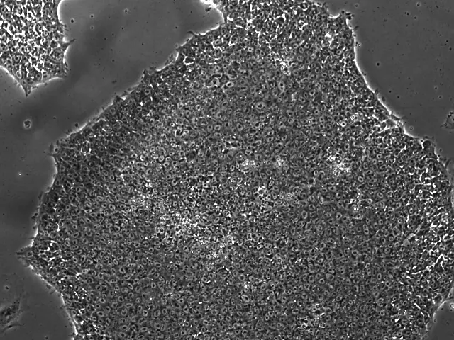 StemMACS™ iPS-Brew XF, human | Miltenyi Biotec | USA