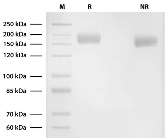 Recombinant SARS-CoV-2 Spike-Trimer (HEK) | Miltenyi Biotec | USA