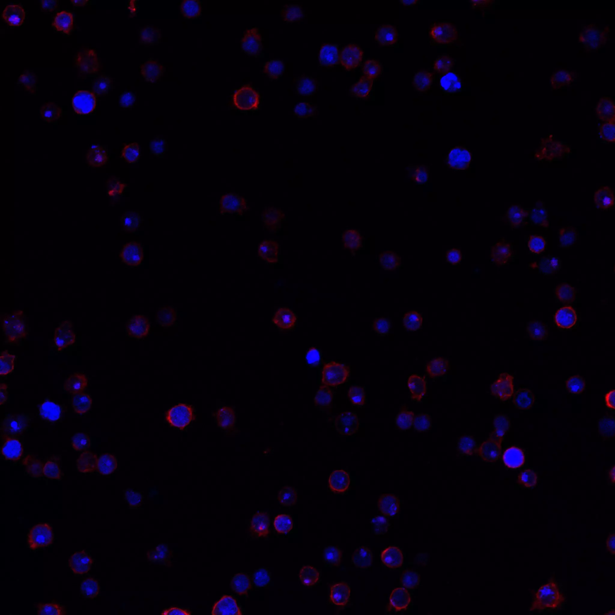 CD49e Antibody, anti-human, REAfinity™ | Miltenyi Biotec | USA