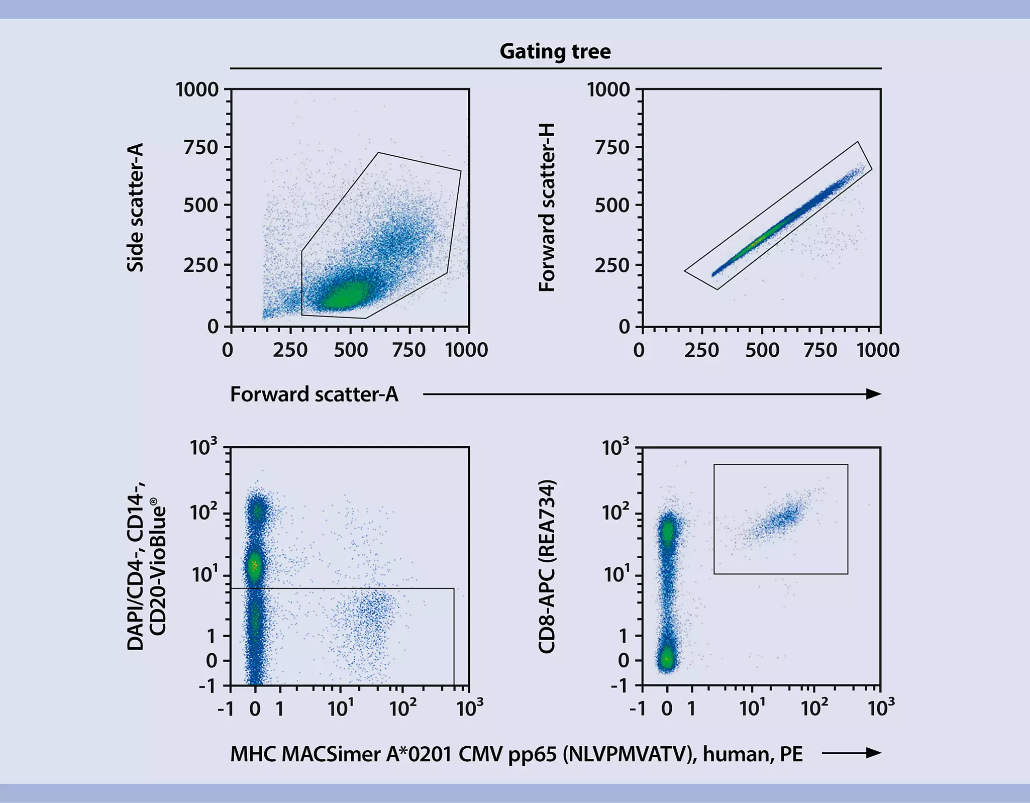 MHC multimer | antigen-specific T cells | MACSQuant Tyto Cell Sorter ...