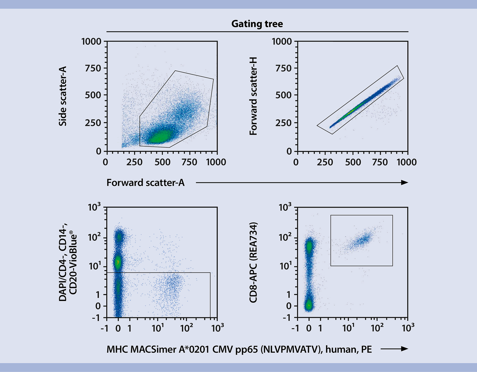 MHC multimer | antigen-specific T cells | MACSQuant Tyto Cell Sorter ...