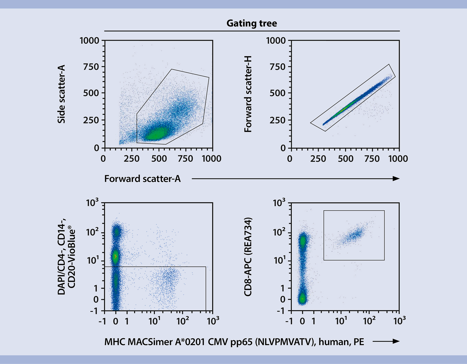 MHC multimer | antigen-specific T cells | MACSQuant Tyto Cell Sorter ...
