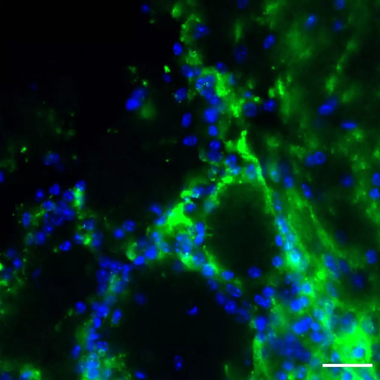 MBP Antibody, anti-human/mouse, REAfinity™ | Miltenyi Biotec | USA