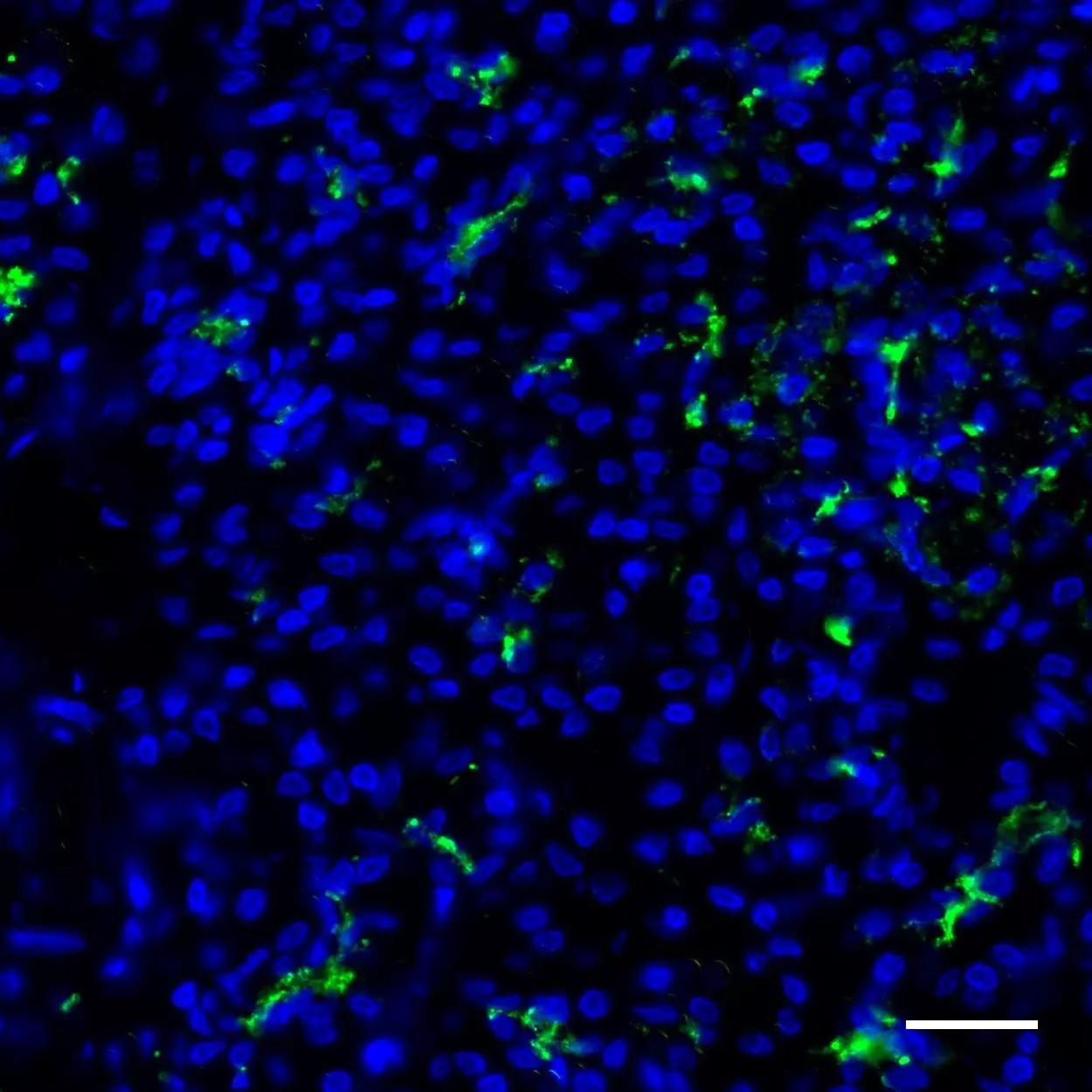 CFTR Antibody, anti-human, REAdye_lease™ | Miltenyi Biotec | USA