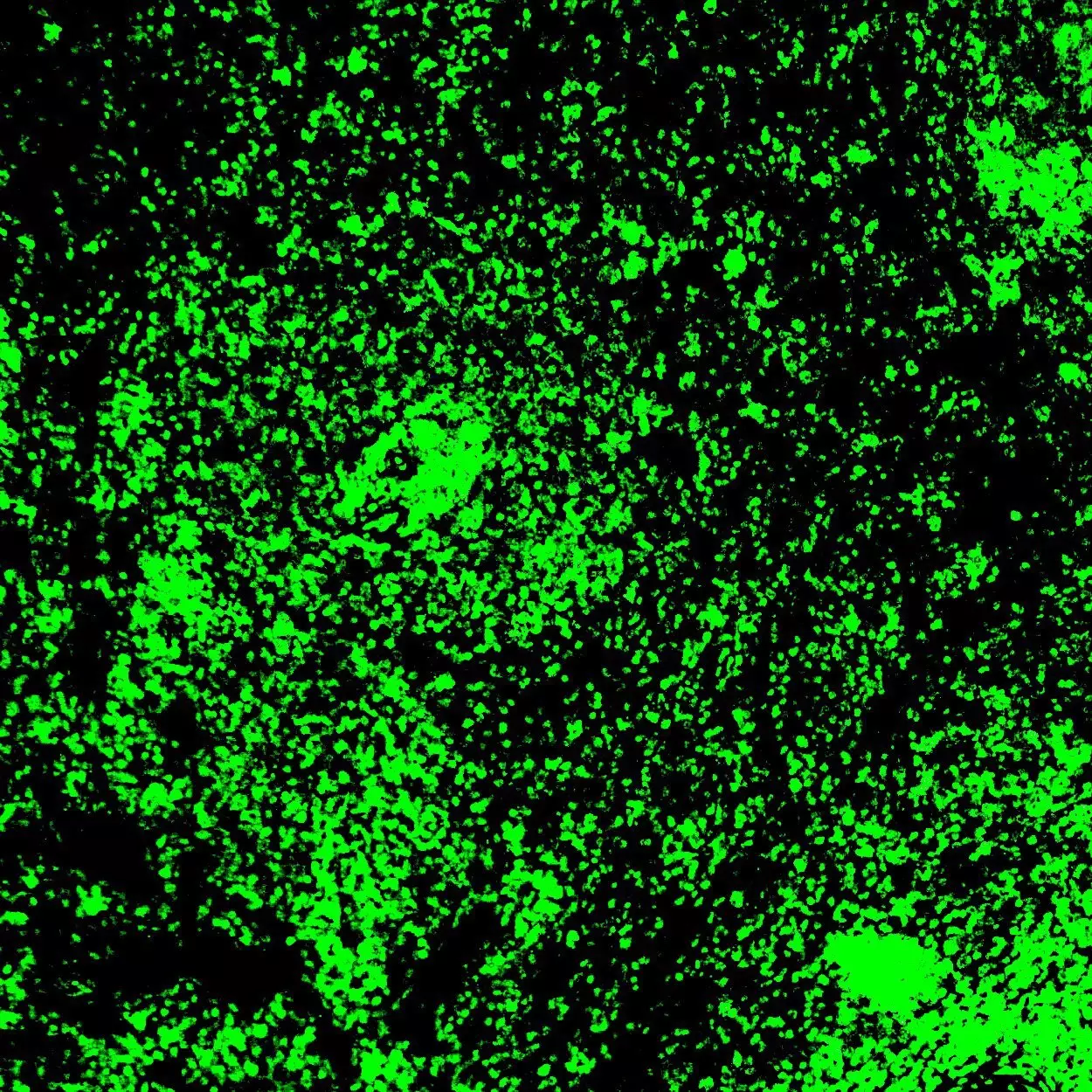 CD181 (CXCR1) Antibody, anti-human | Miltenyi Biotec | India