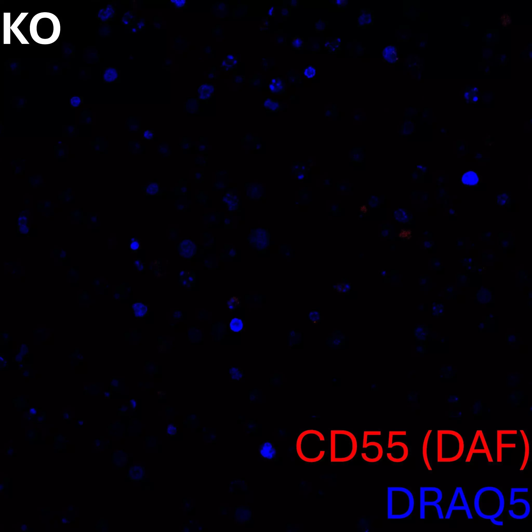 CD55 (DAF) Antibody, anti-human | Miltenyi Biotec | USA
